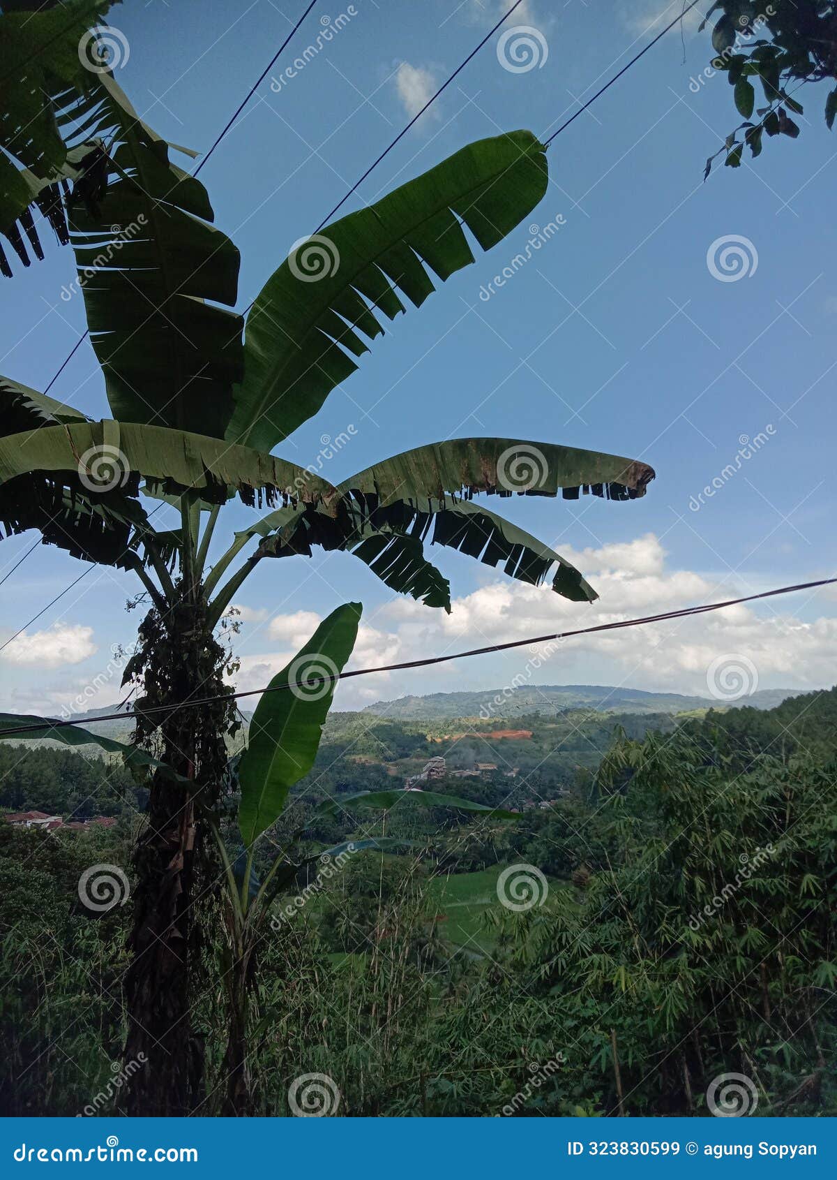 Banana Tree and the View Behind it with Sky Blue so Beautiful Stock ...