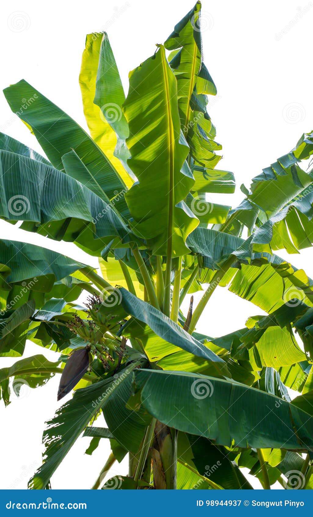 Banana Tree on a White Background Stock Image - Image of background ...