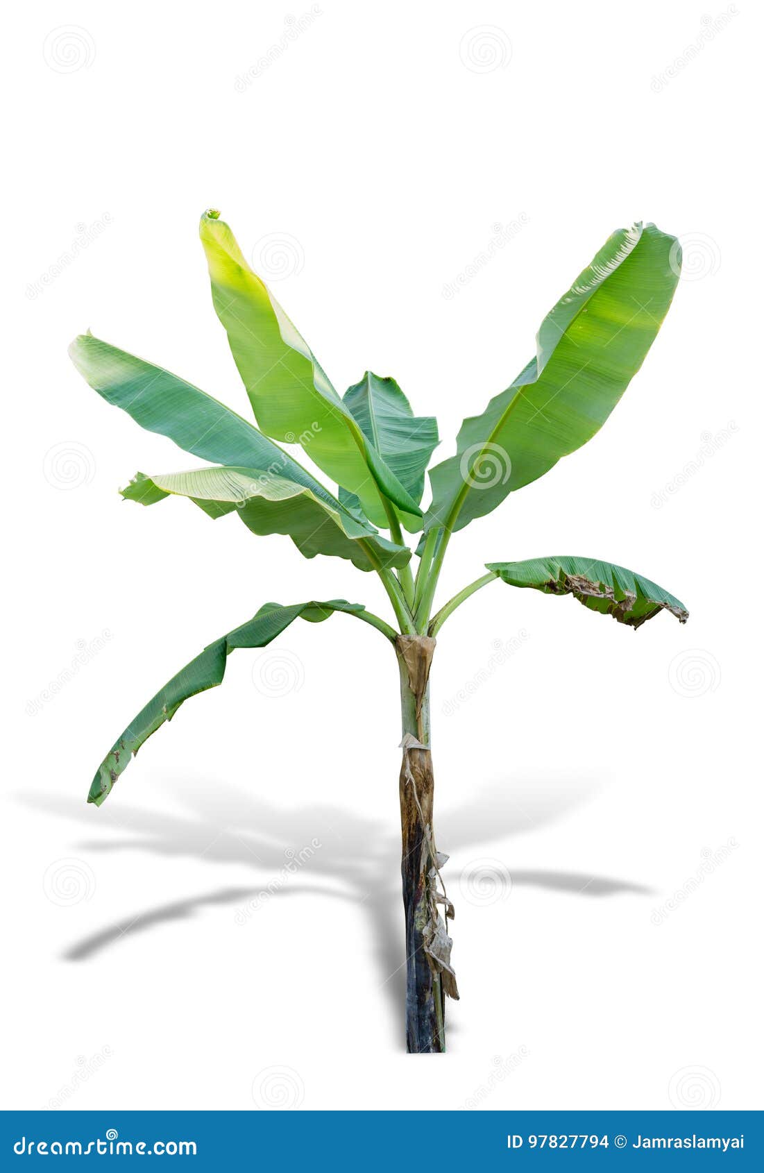 Banana Tree on White Background Stock Photo - Image of flora, freshness ...