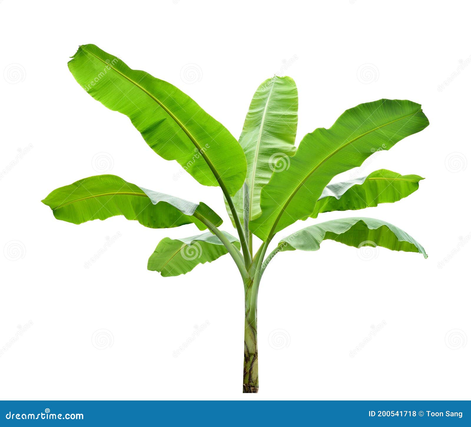 Banana Tree on White Background Stock Photo - Image of bunch, lage ...