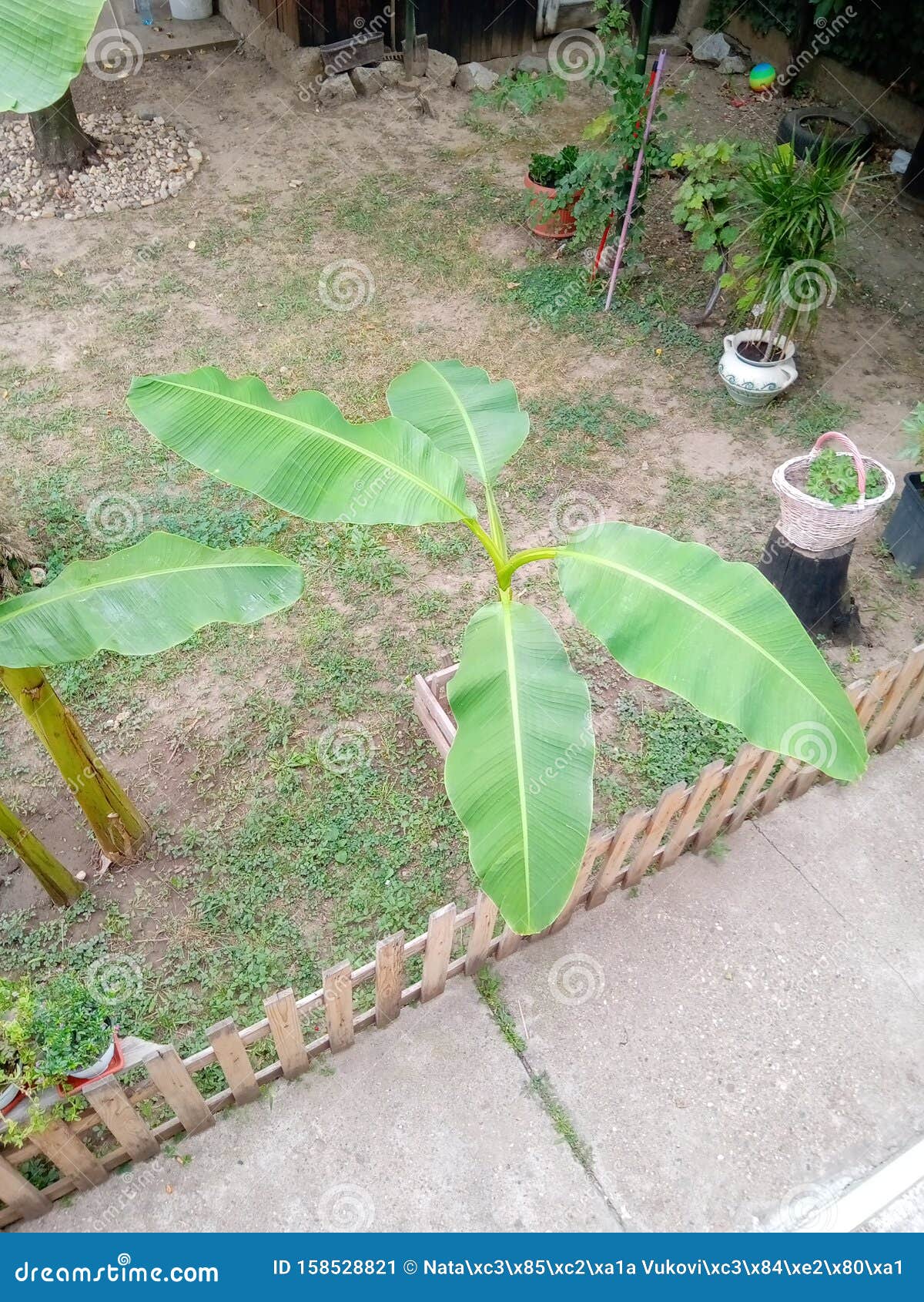 Banana tree yard stock image. Image of garden, soil - 158528821