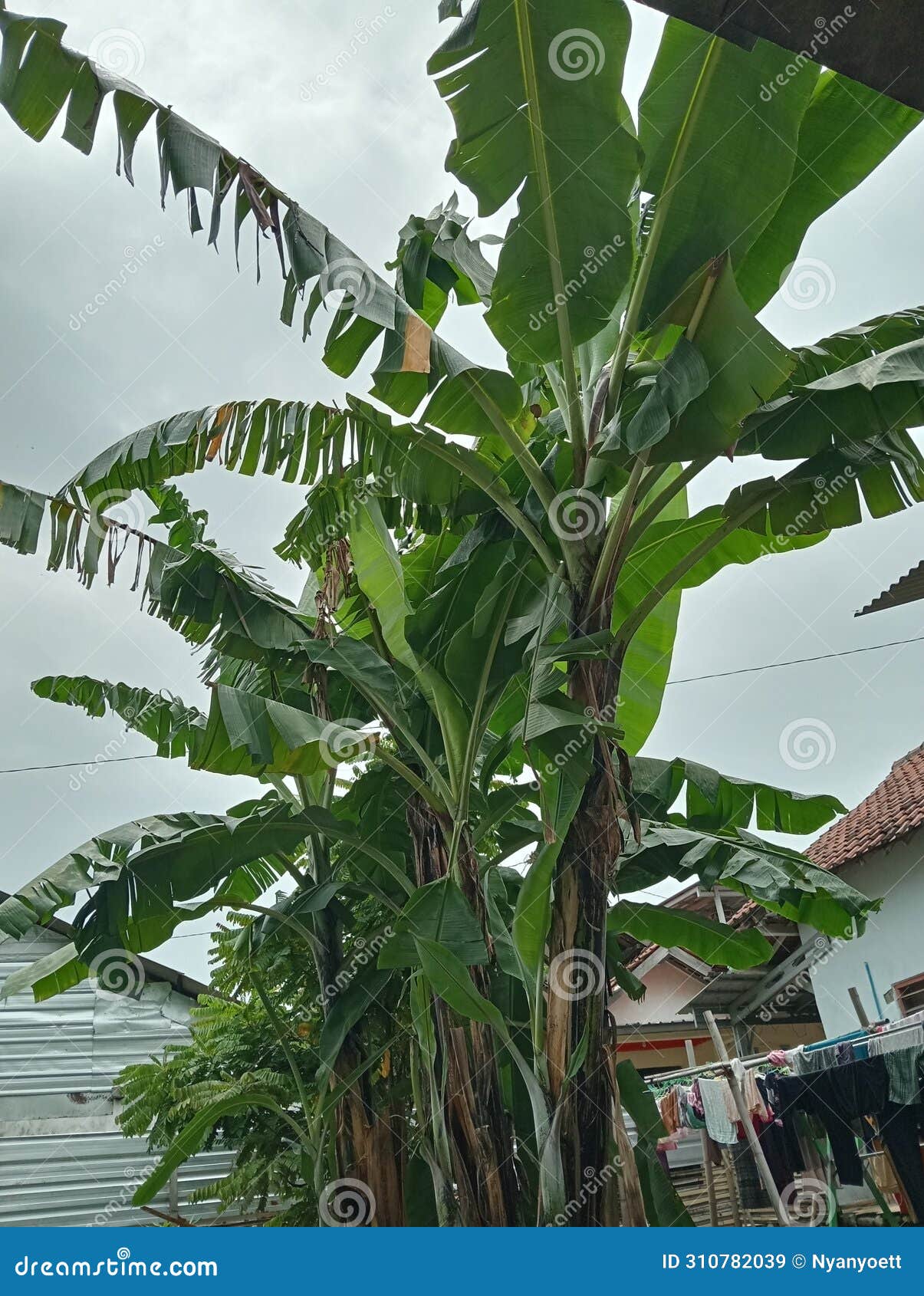 Banana tree in the yard. stock image. Image of fruit - 310782039