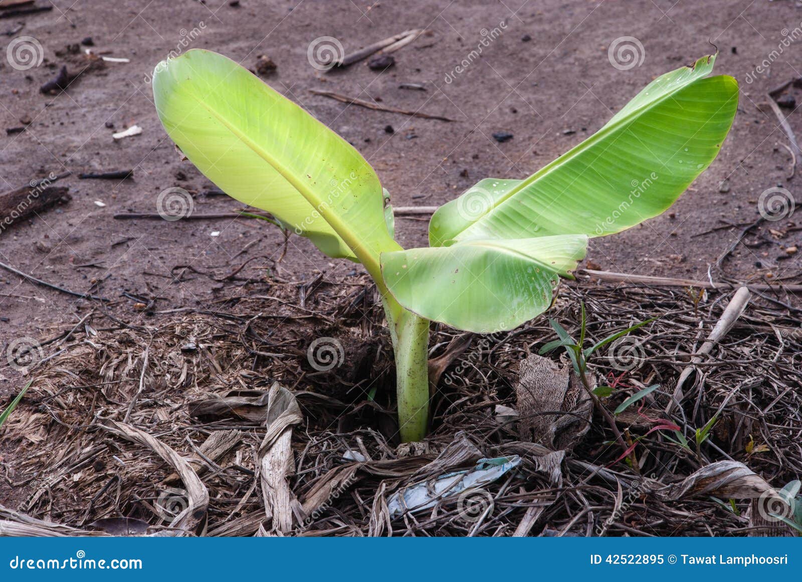 Banana tree stock image. Image of tropical, growth, branch - 42522895