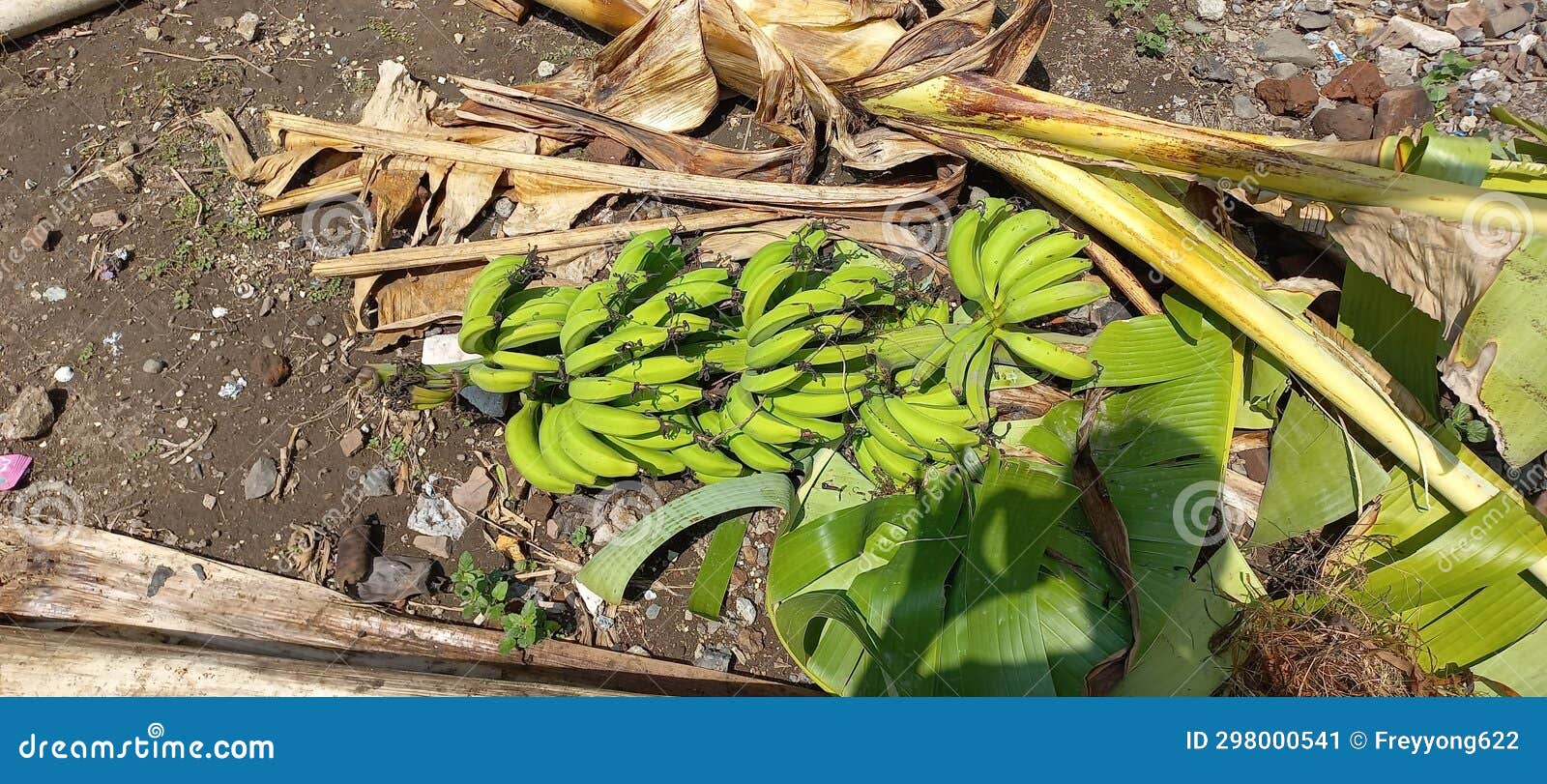 Banana Trees Collapsed because of Rain Stock Image - Image of branches ...