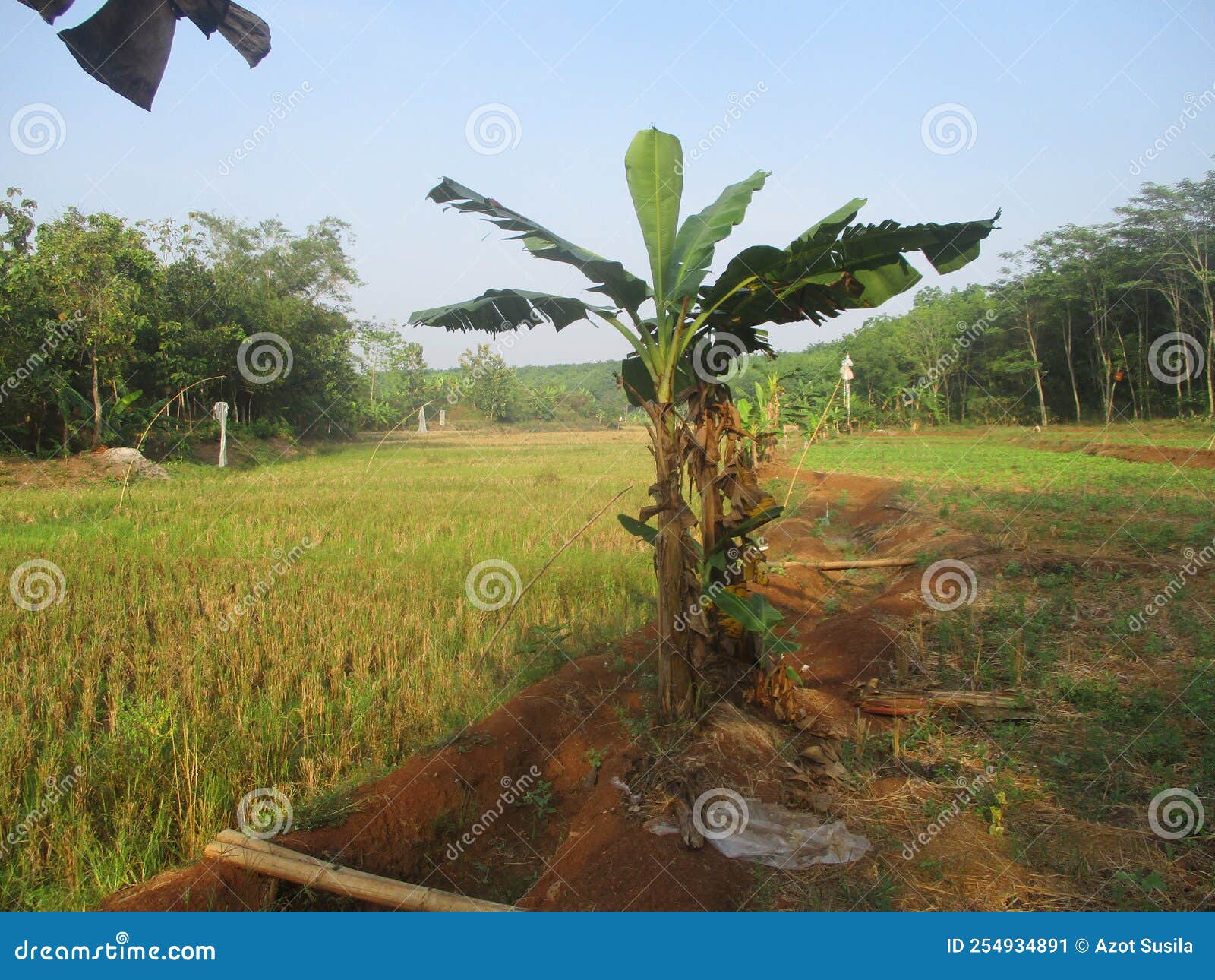 Banana Trees on the Edge of Rubber Forest and Rice Fields Stock Image ...
