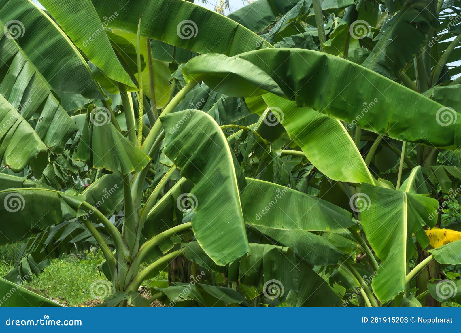Banana trees in the forest stock image. Image of farm - 281915203