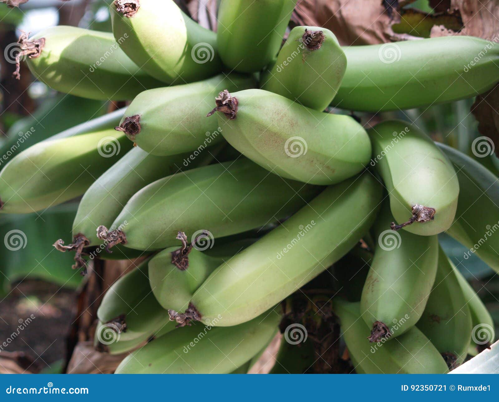 Banana Trees with Fruit Stand Stock Image - Image of tree, plant: 92350721