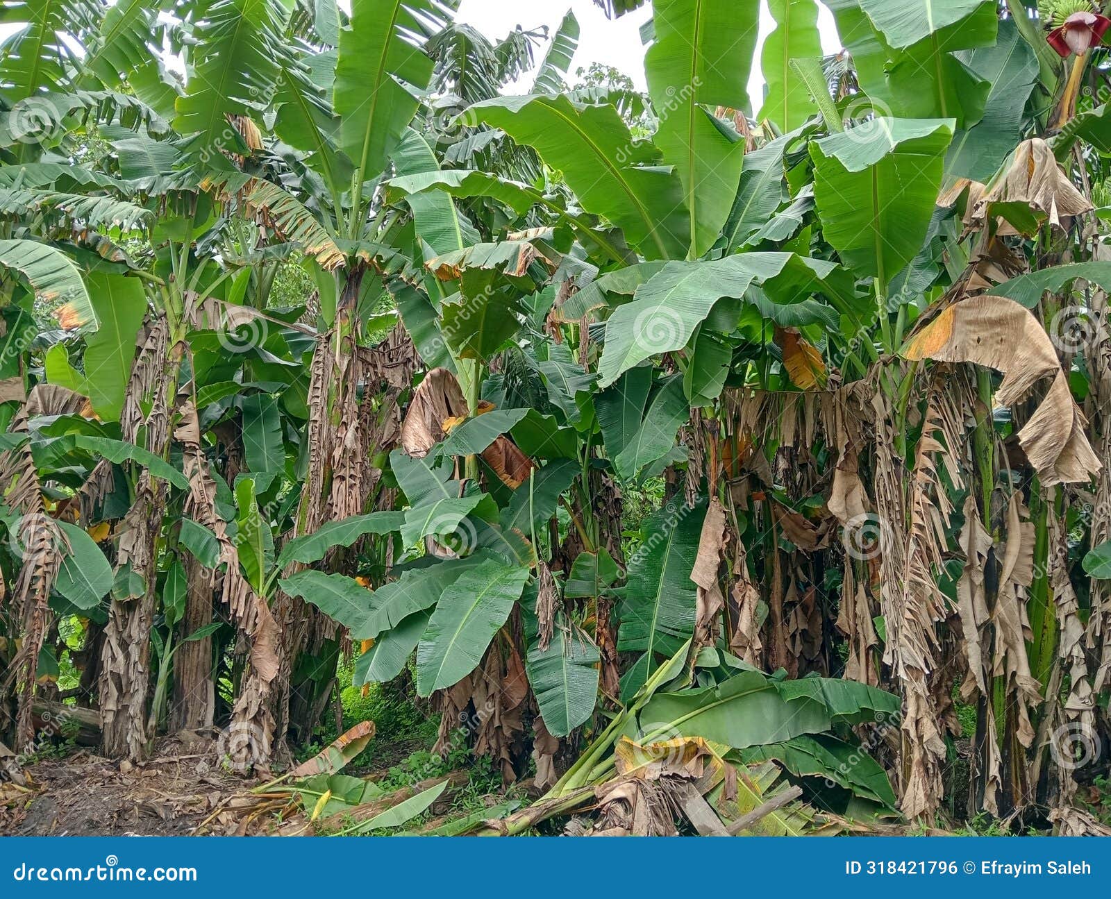 Banana trees at garden stock photo. Image of morning - 318421796