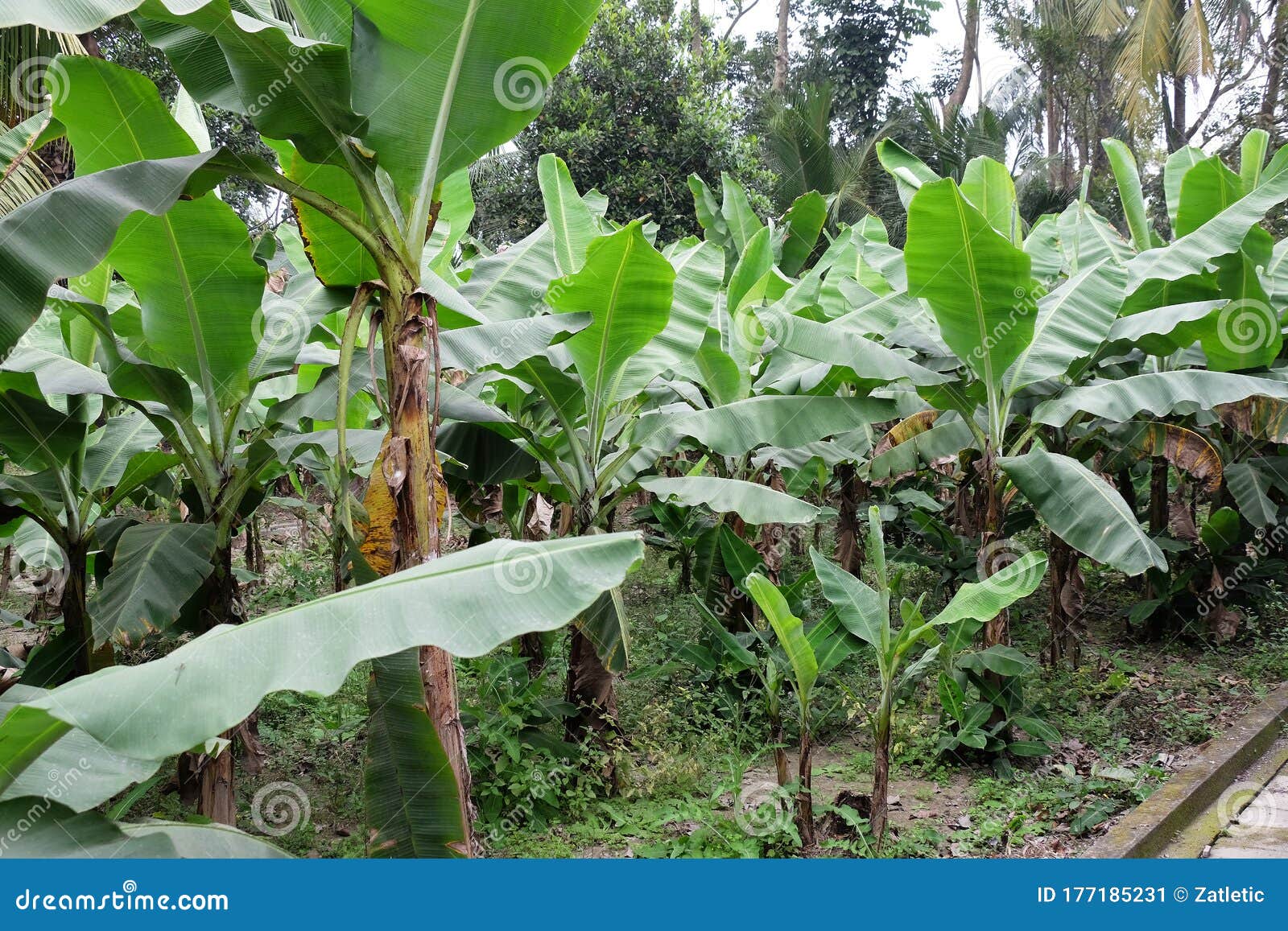Banana Trees in Kumrokhali, India Stock Image - Image of copse, grove ...