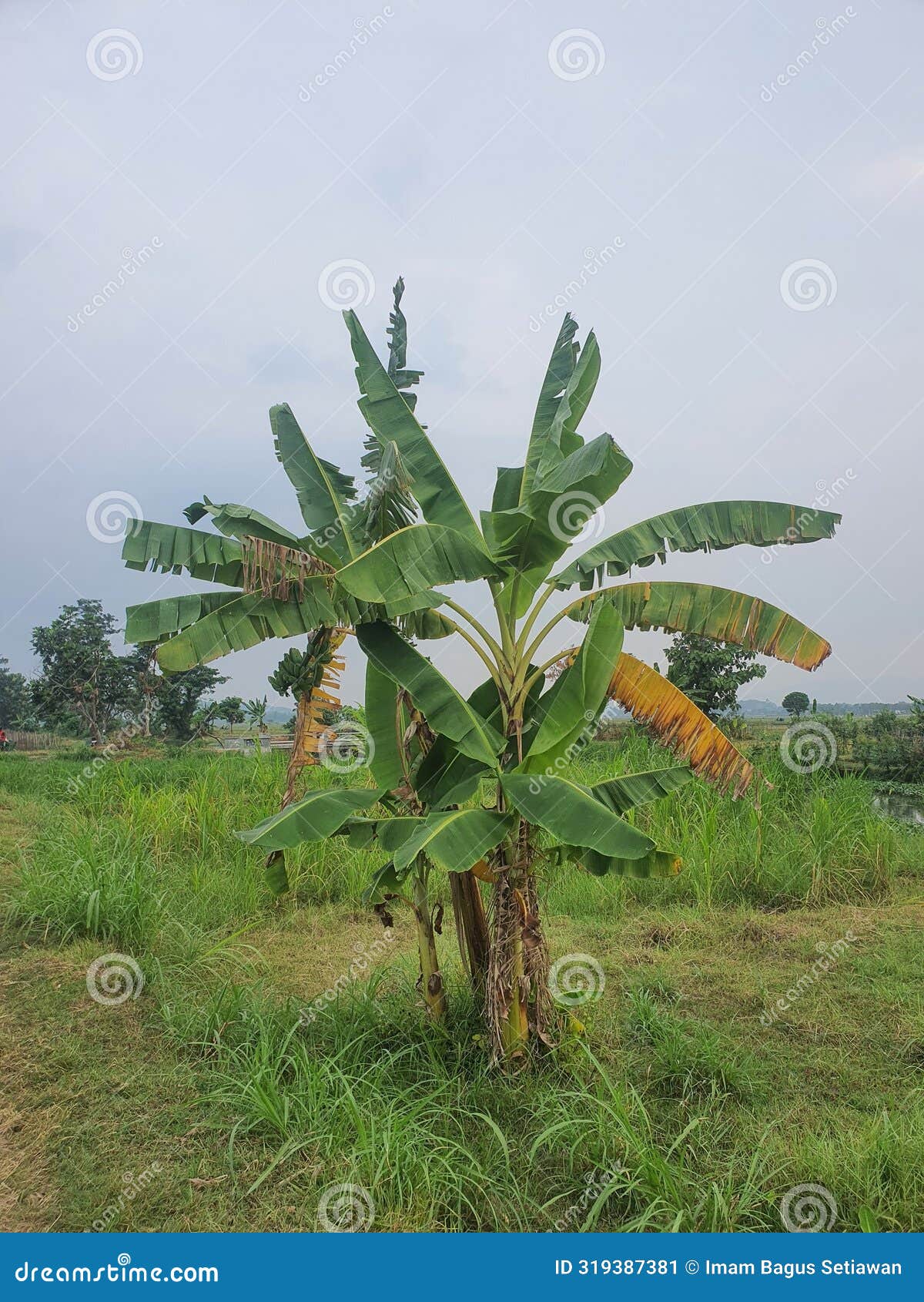 Banana trees by the river stock image. Image of plant - 319387381