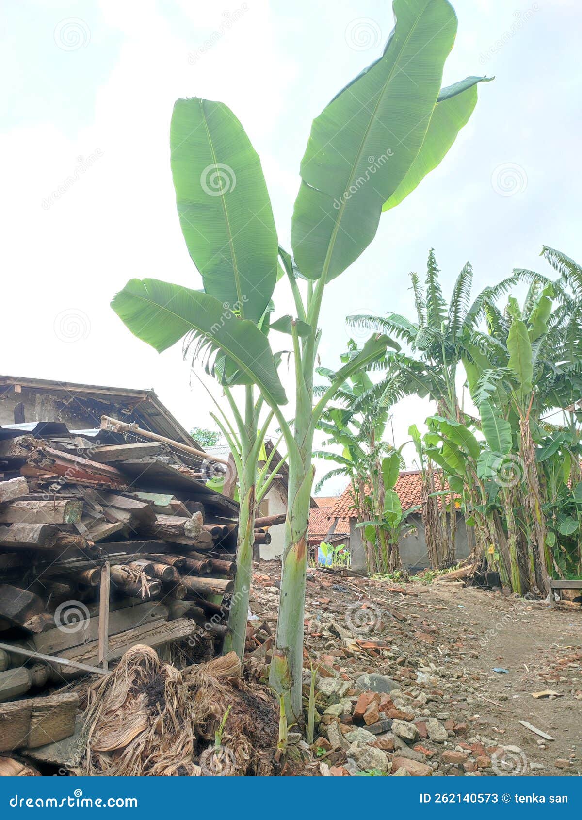 Banana Trees that Stand Firm in the Fields Stock Image - Image of trees ...