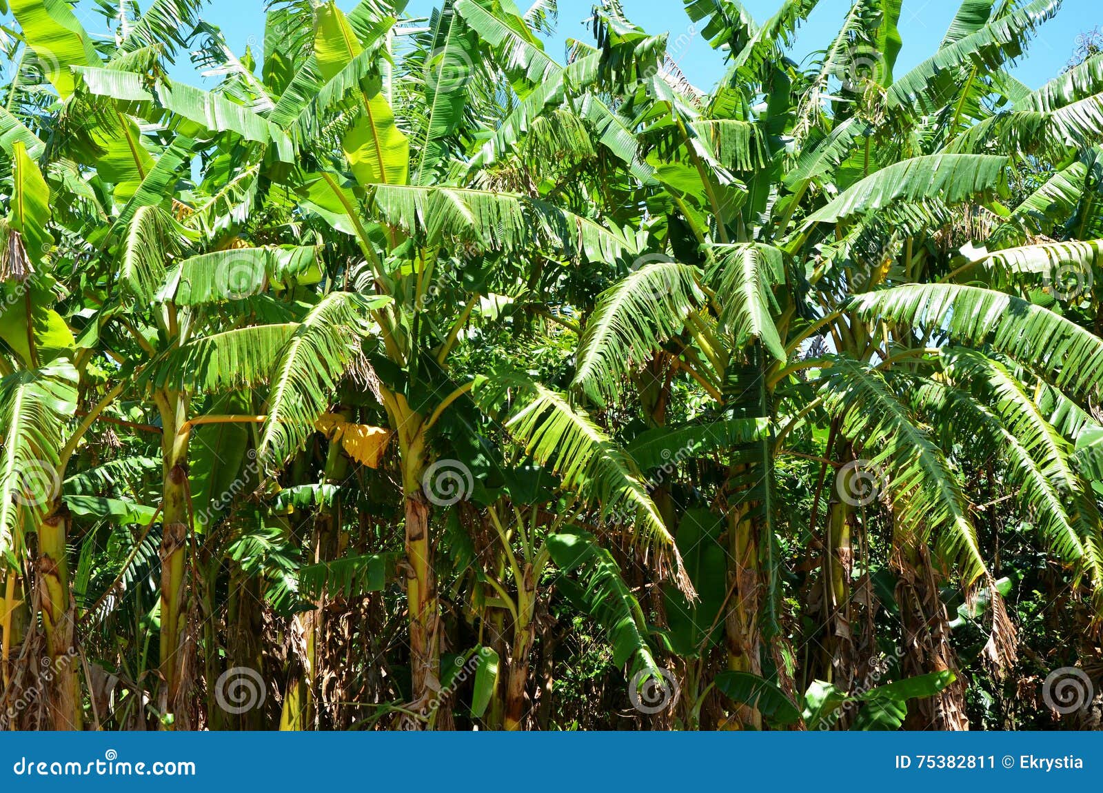 Banana Trees In Tsikhisdziri Park, Nature, Adjara Stock Photography ...