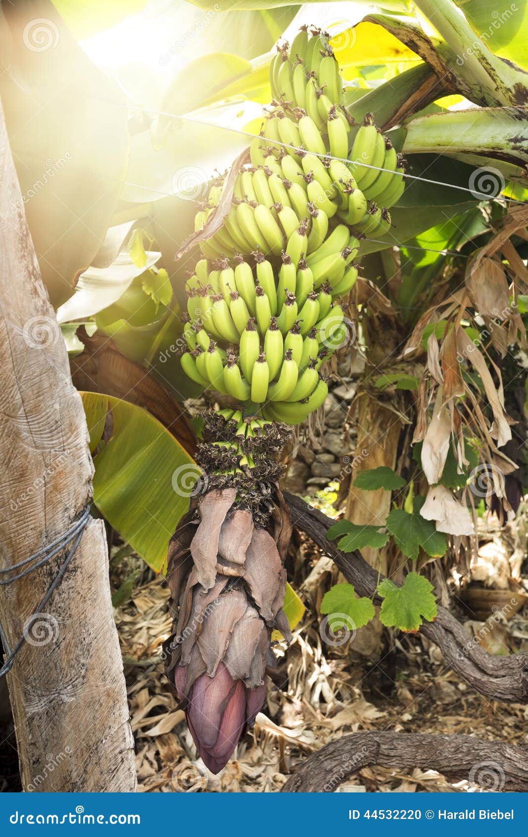 Banana trunk with sun rays stock photo. Image of madeira - 44532220
