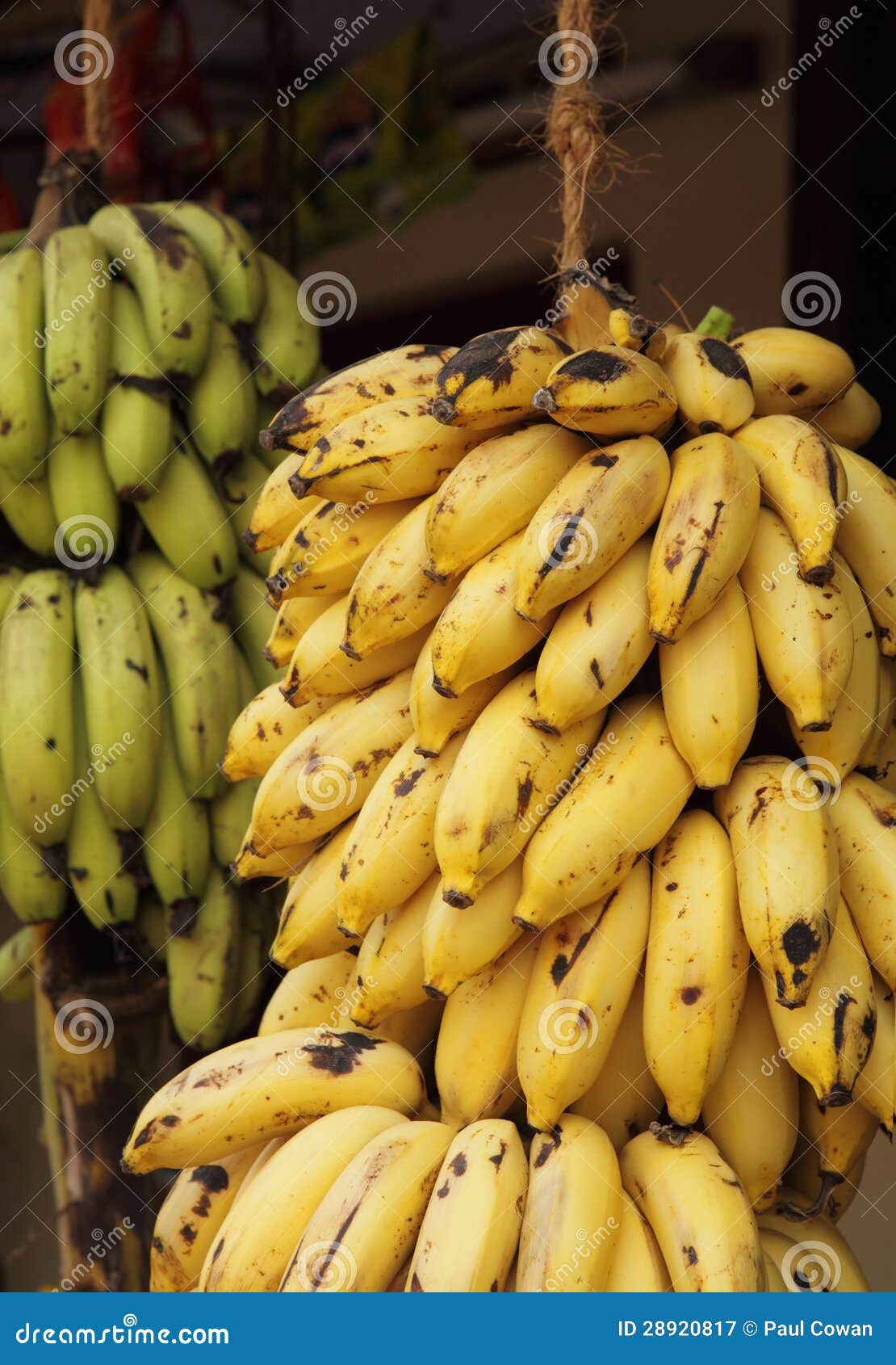 Bananas stock image. Image of hanging, kerala, shop, rope - 28920817