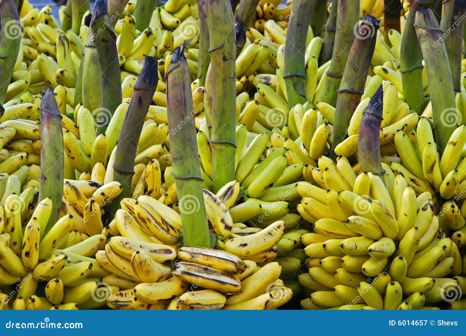 Bananas stock image. Image of alot, banana, health, yellow - 6014657