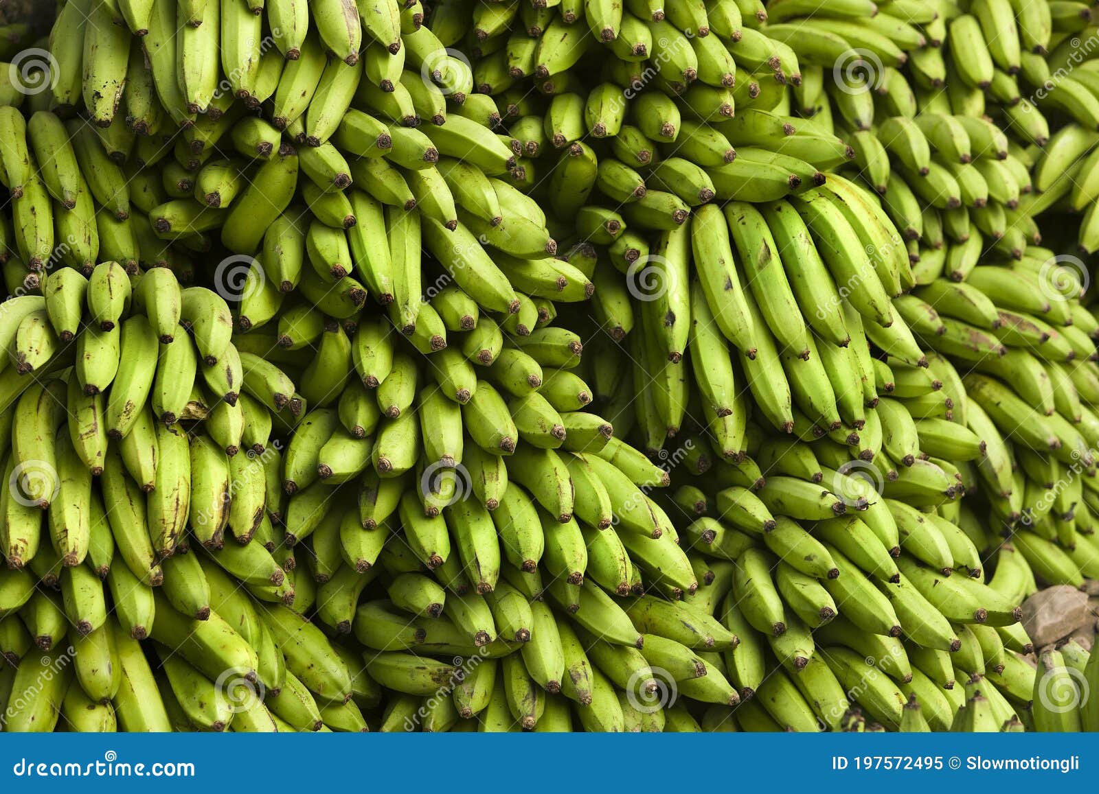 Bananas at Atalaya Village in Peru Stock Image - Image of food, color ...