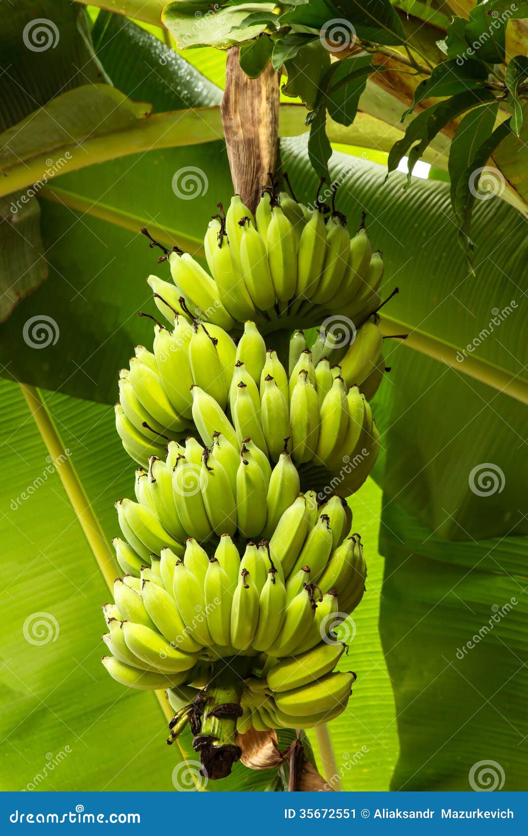 Bananas on a banana tree stock image. Image of background - 35672551