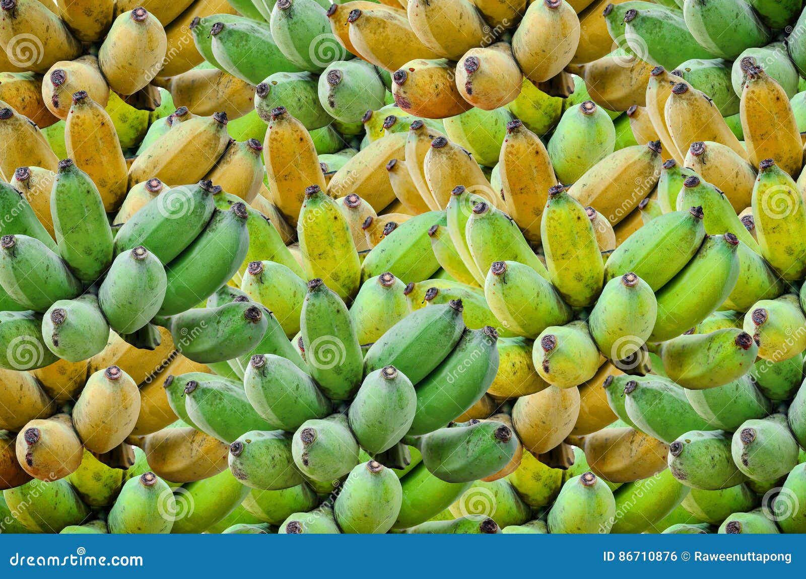 Two Kind Of Bananas - Yellow Color- Kolikuttu And Green Color-anamalu ...