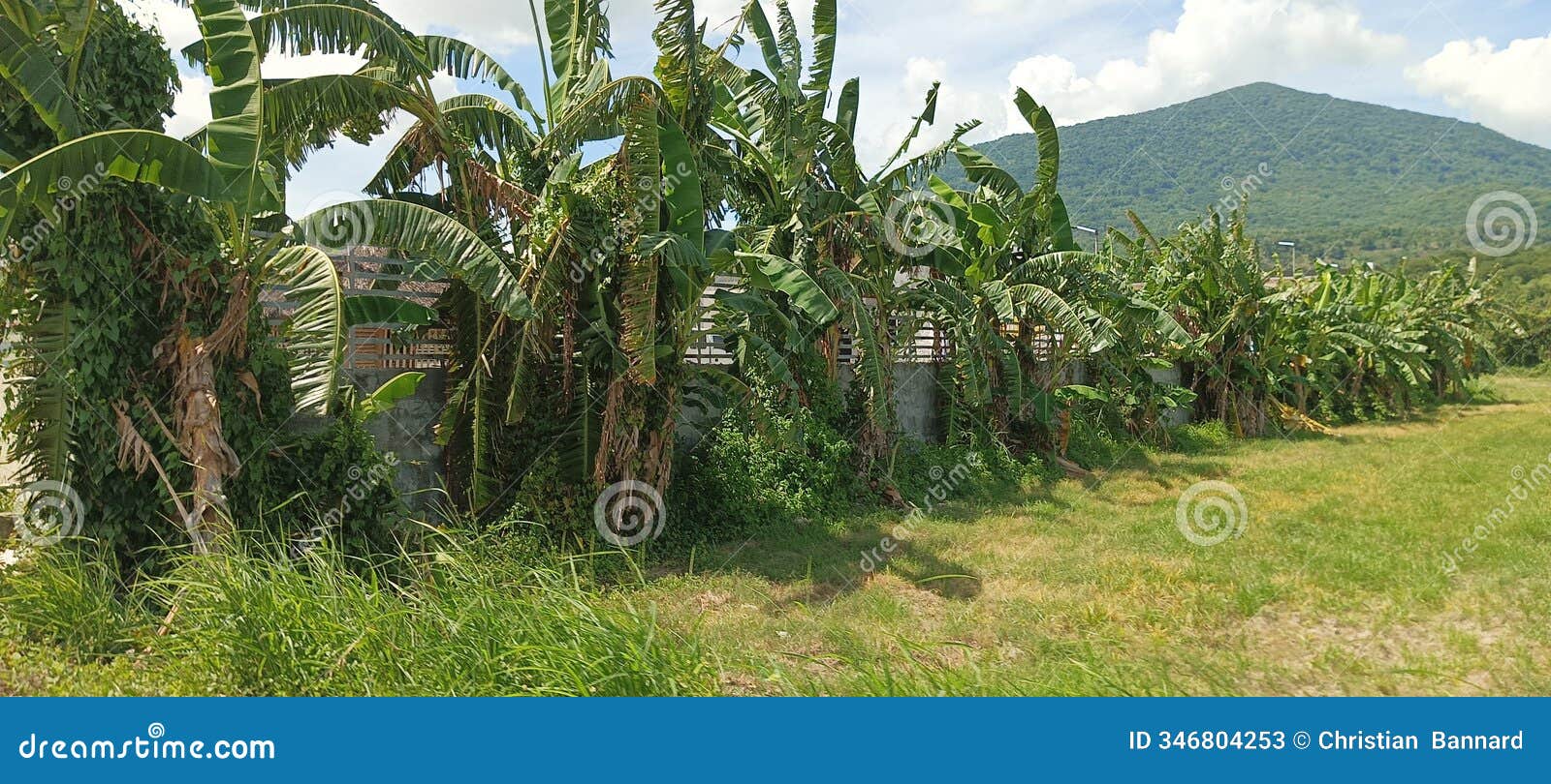 Bananas are Everywhere in Central Luzon in the Philippines Stock Image ...