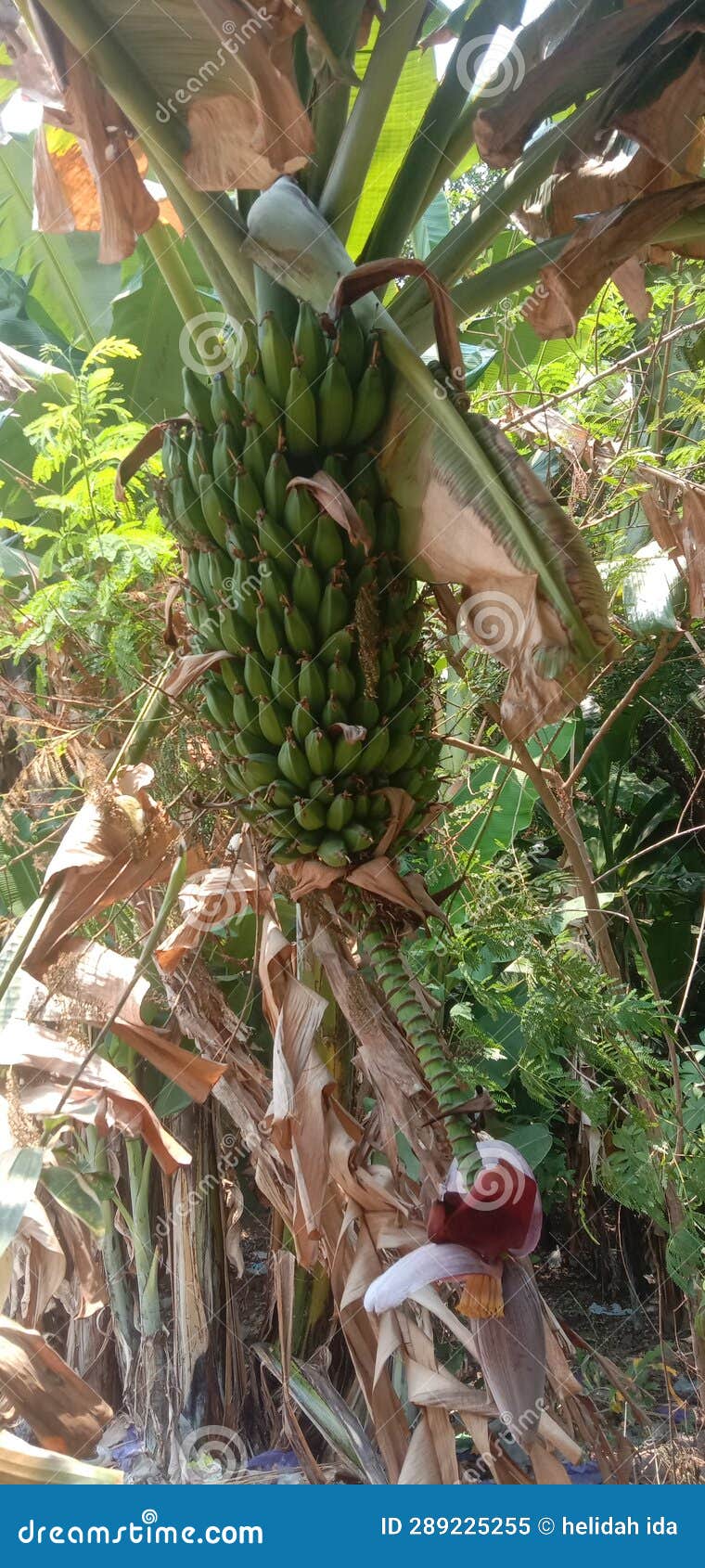The Bananas Fruit is Still Green and Not yet Ripe on the Banana Tree ...