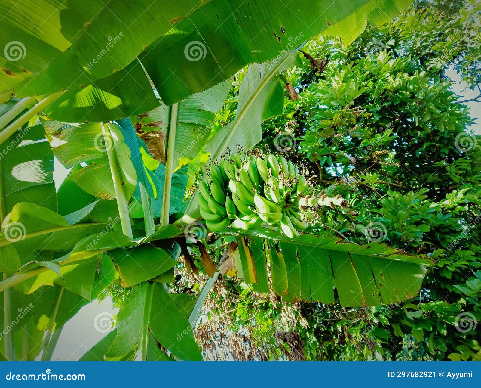 Bananas Grow Abundantly in Tropical Area Stock Image - Image of ...