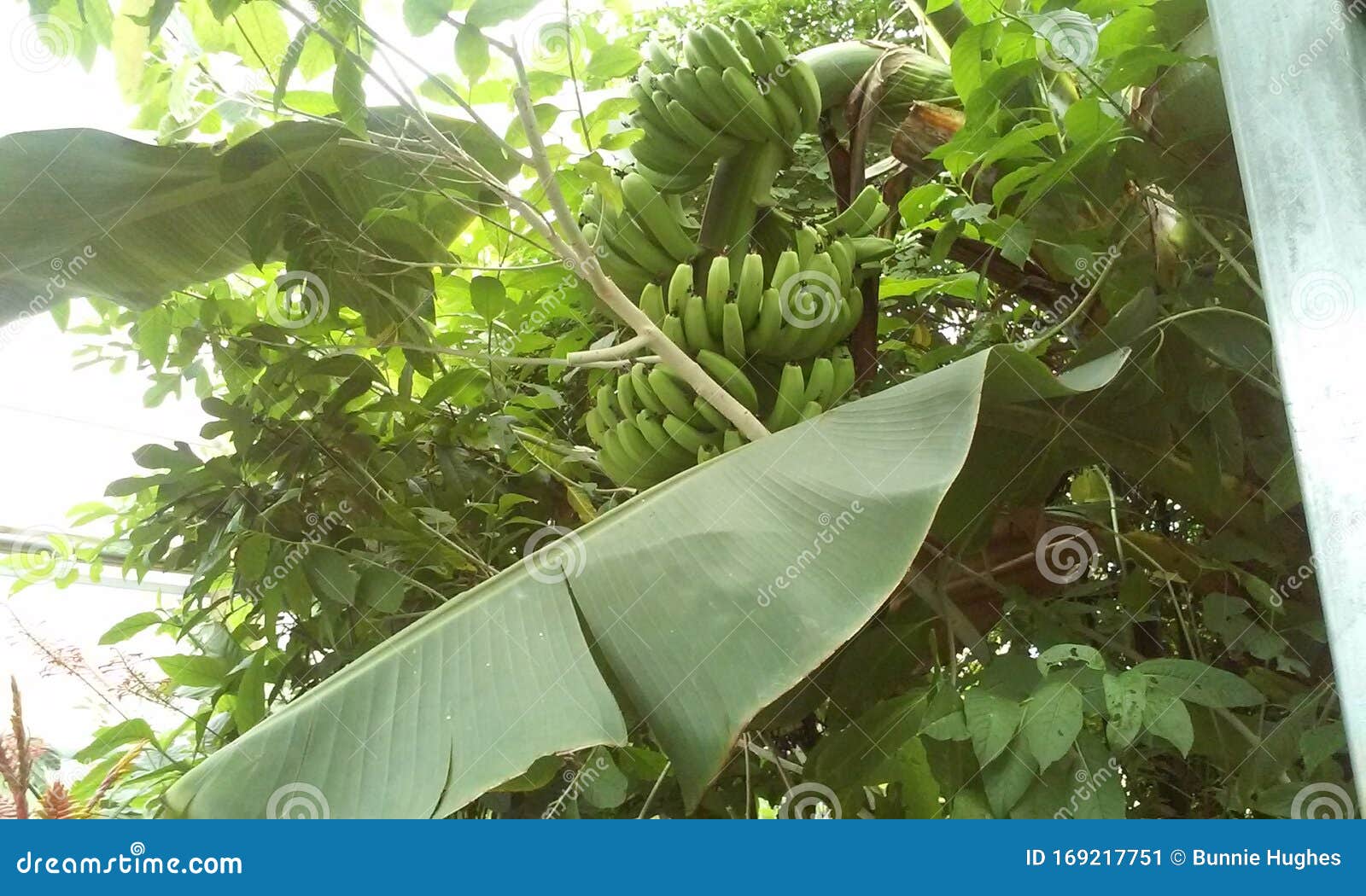 Bananas Growing Getting Ready for Harvest Stock Image - Image of ...