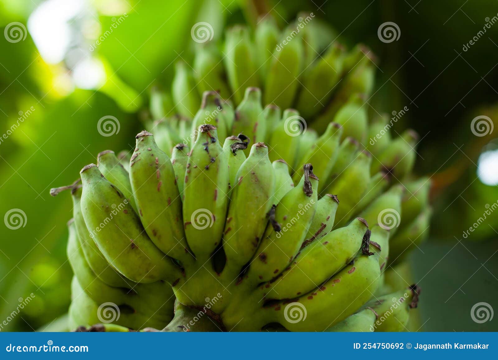 Bananas are Hanging on the Tree Stock Photo - Image of tree, petal ...