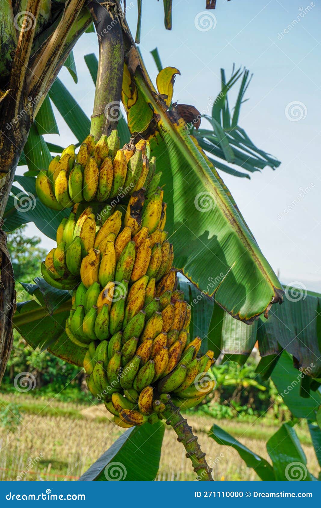 Royalty Free Images, Cartoons, Illustrations And Photos Designed By ...