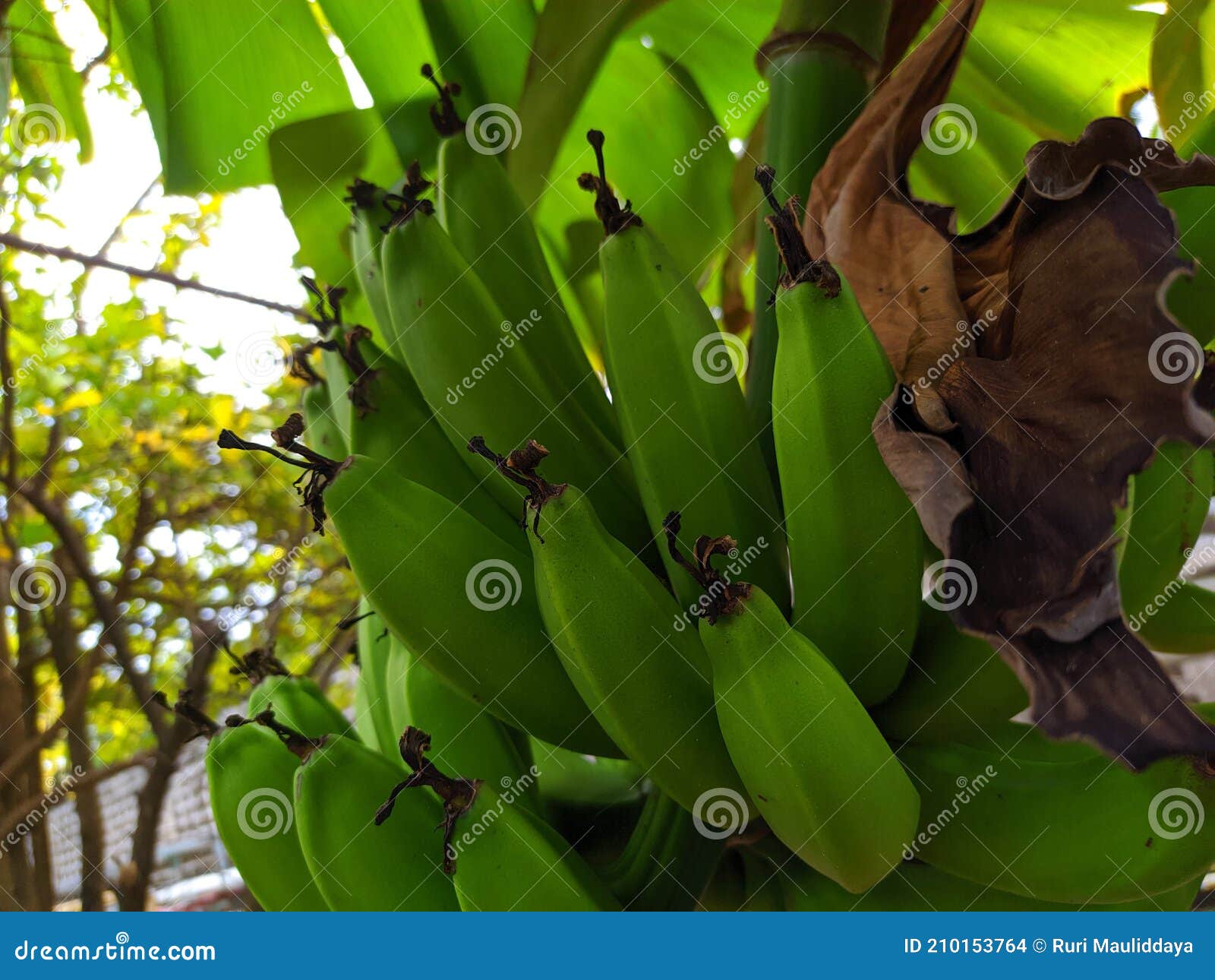 Bananas are not yet ripe stock photo. Image of green - 210153764