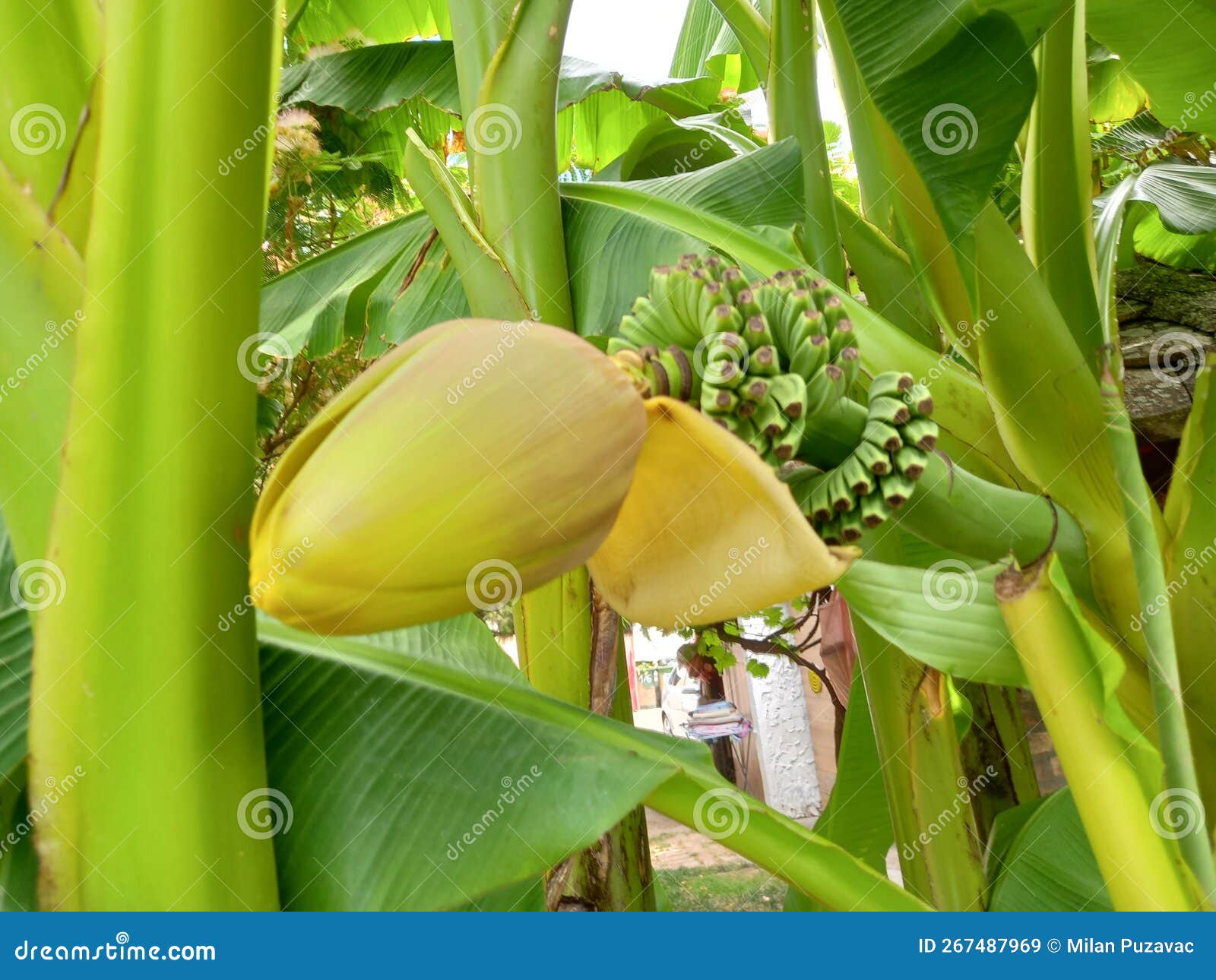 Bananas organic, backyard stock image. Image of food - 267487969