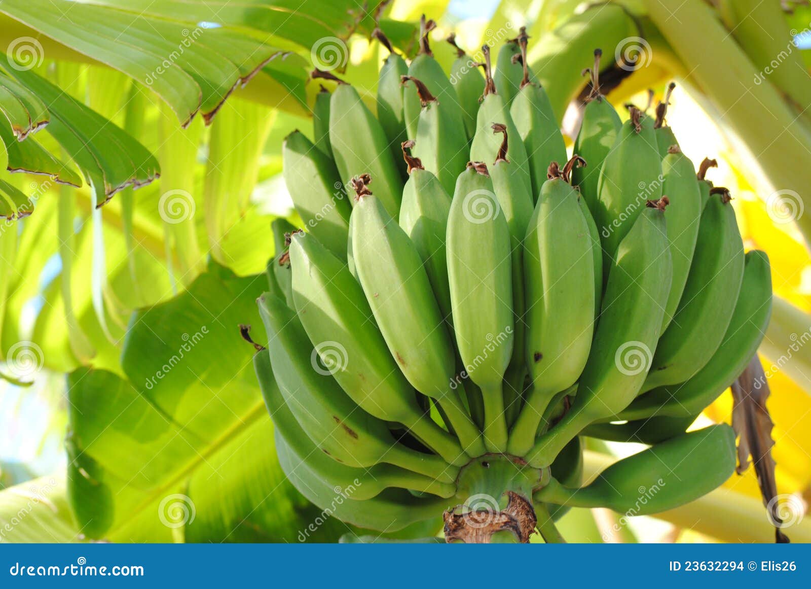 Bananas on palm stock photo. Image of fruit, freshness - 23632294