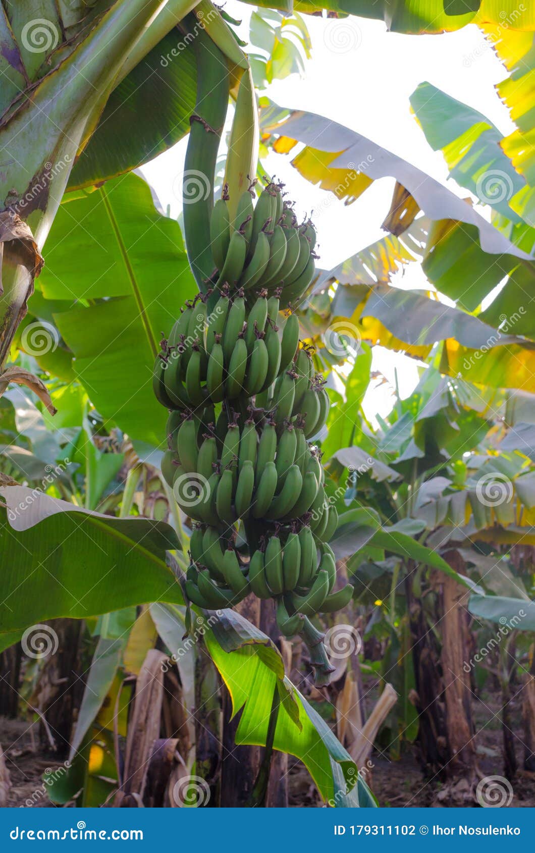 Bananas on the Palm Tree. Banana Palm Trees Egypt Stock Photo - Image ...