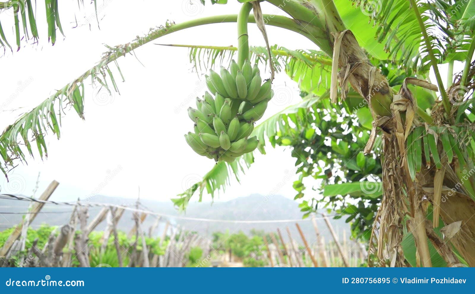 Bananas on a palm tree. stock video. Video of exotic - 280756895