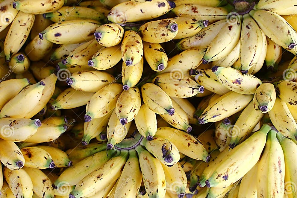 Bananas from Philippines stock image. Image of sweet - 90800921