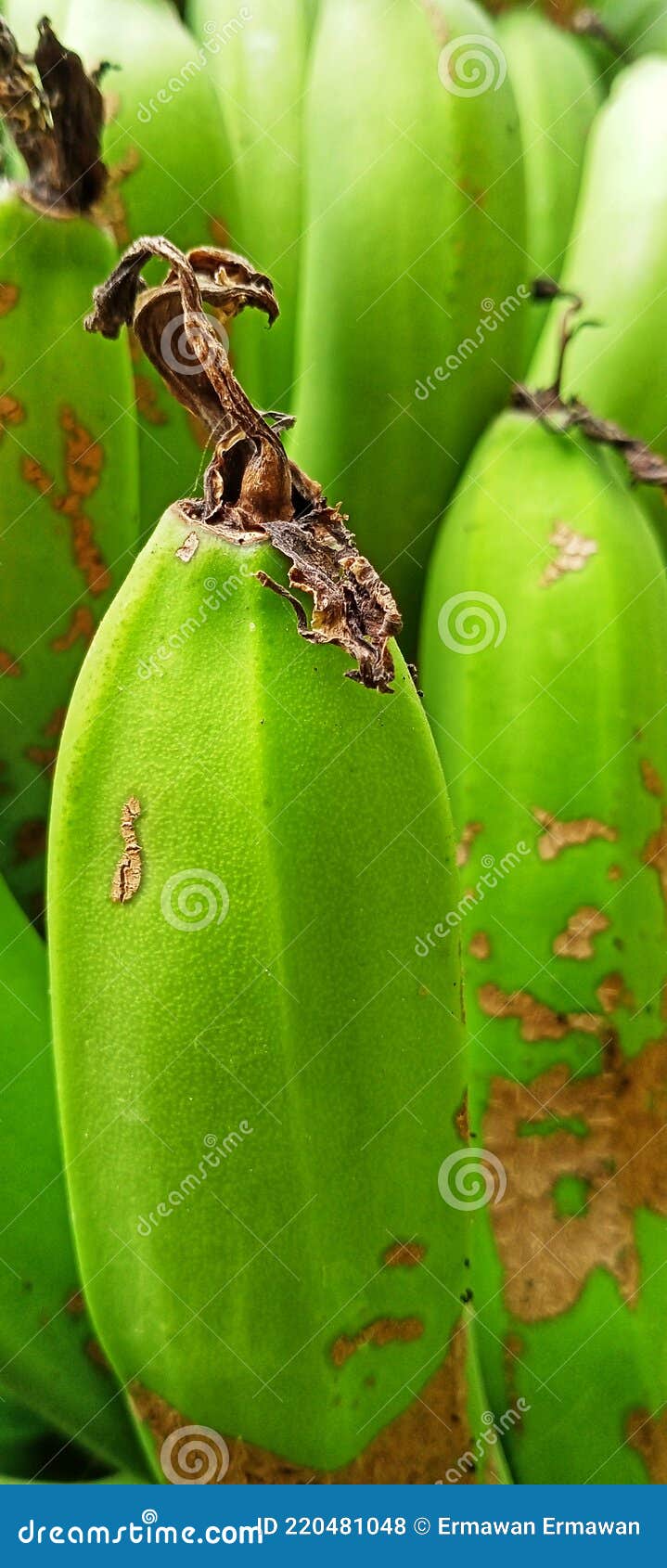 Unripe bananas stock photo. Image of rich, tree, benefits - 220481048