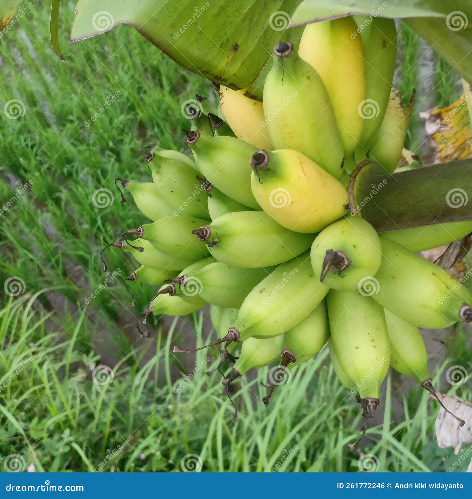 Bananas are Ripe on the Trees in the Rice Fields Stock Photo - Image of ...
