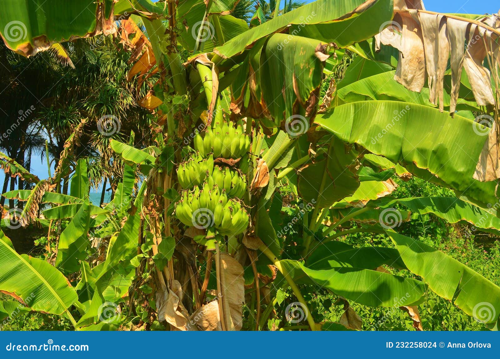 Bananas Ripen on a Tree, Sri Lanka Stock Photo - Image of tourism ...