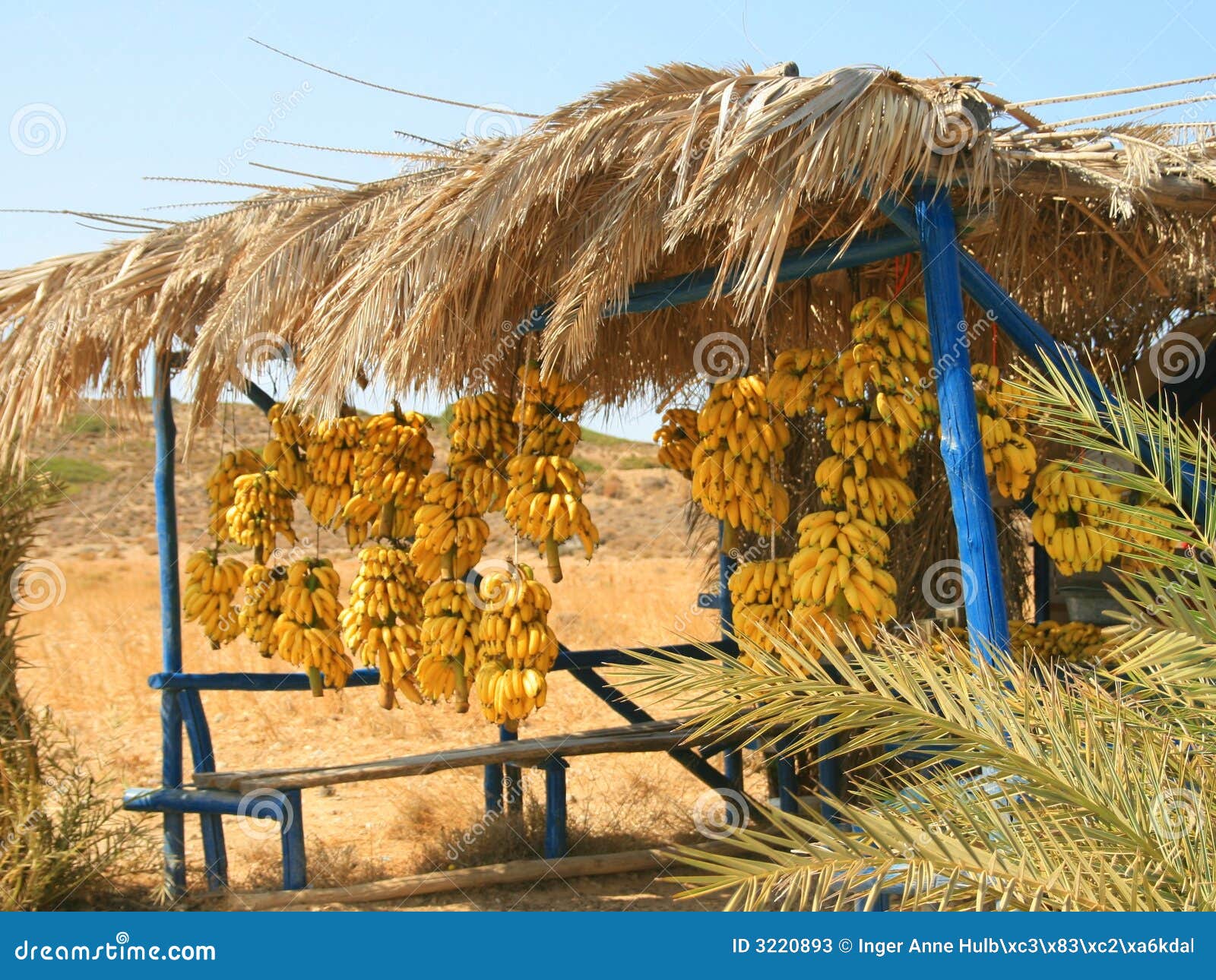Bananas for sale stock image. Image of fruit, retail, market - 3220893