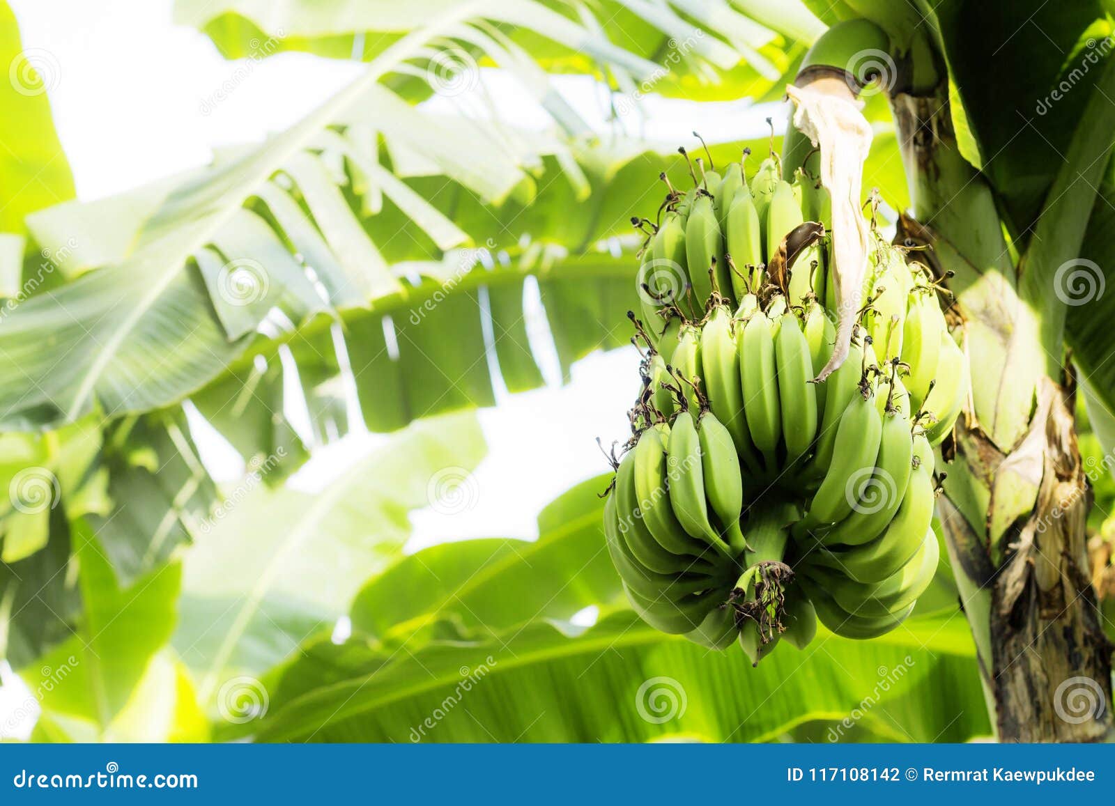 Bananas at sunlight. stock photo. Image of agriculture - 117108142