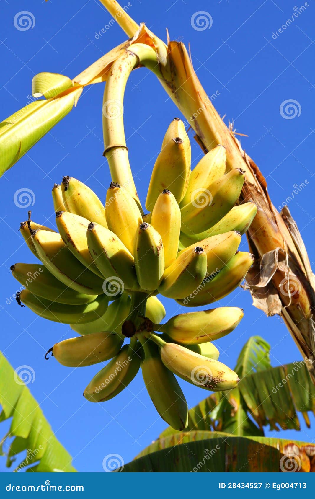 Bananas on the Tree stock image. Image of laden, grow - 28434527