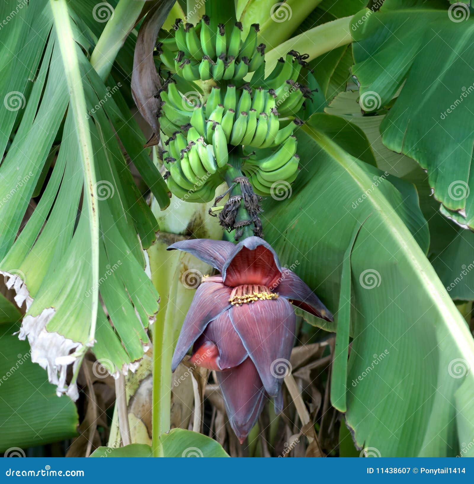 Bananas on Tree with Banana Blossom Stock Image - Image of pseudostem ...