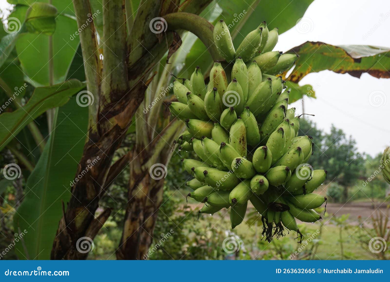 Bananas on the tree stock image. Image of group, closeup - 263632665