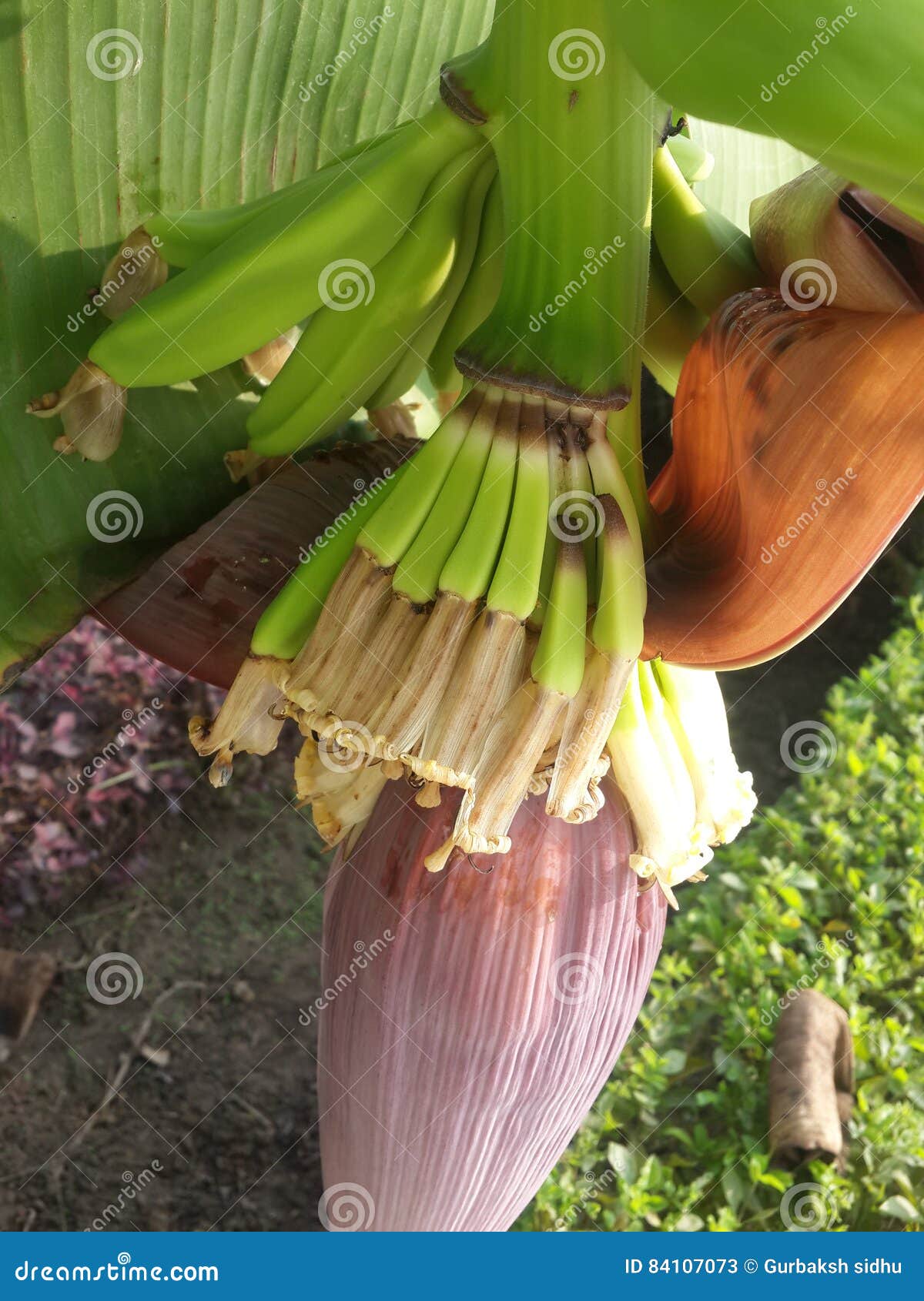 Bananas stock image. Image of tree, bananas, steam, leaf - 84107073
