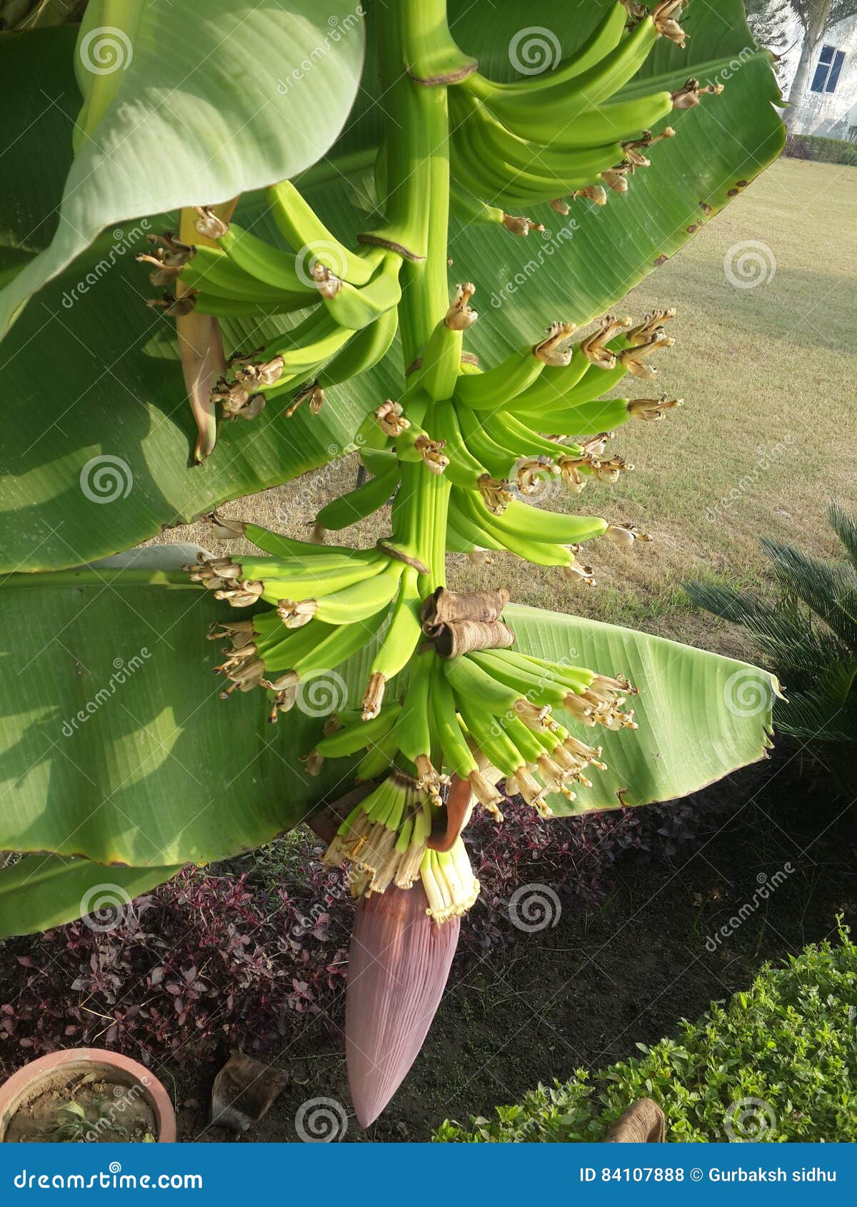 Bananas stock photo. Image of plant, flower, short, steam - 84107888