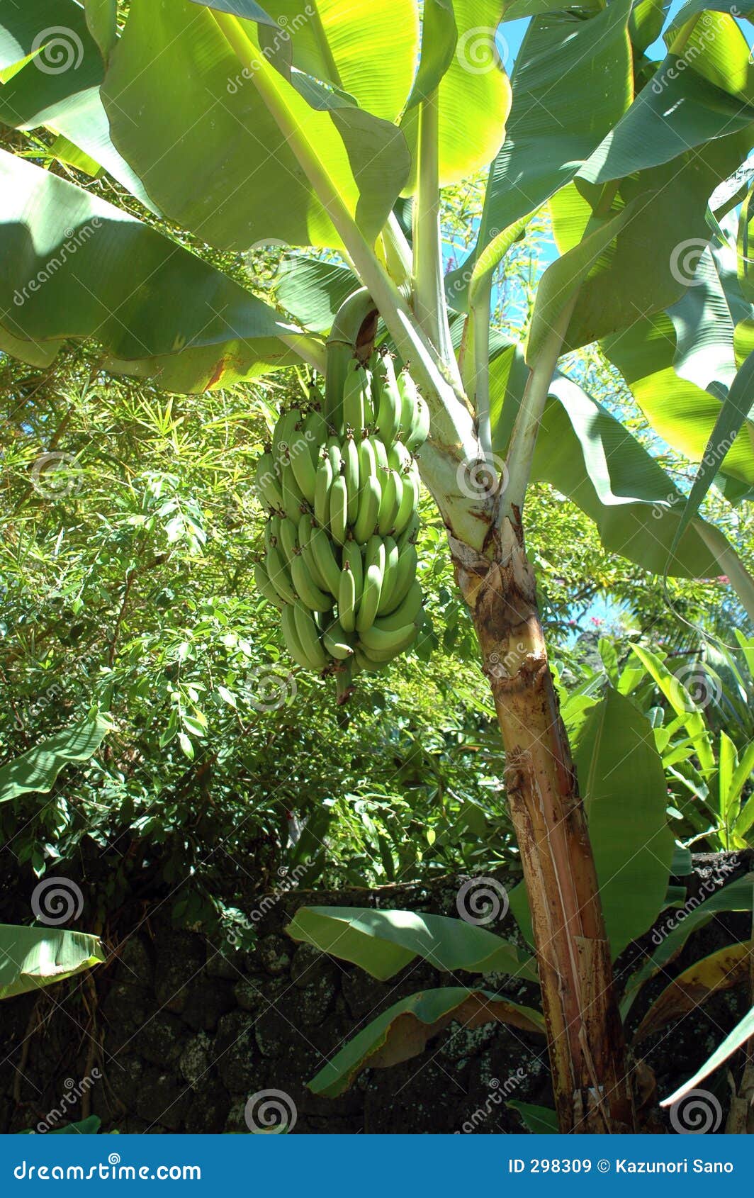 Banane immagine stock. Immagine di pianta, frutta, tropicale - 298309