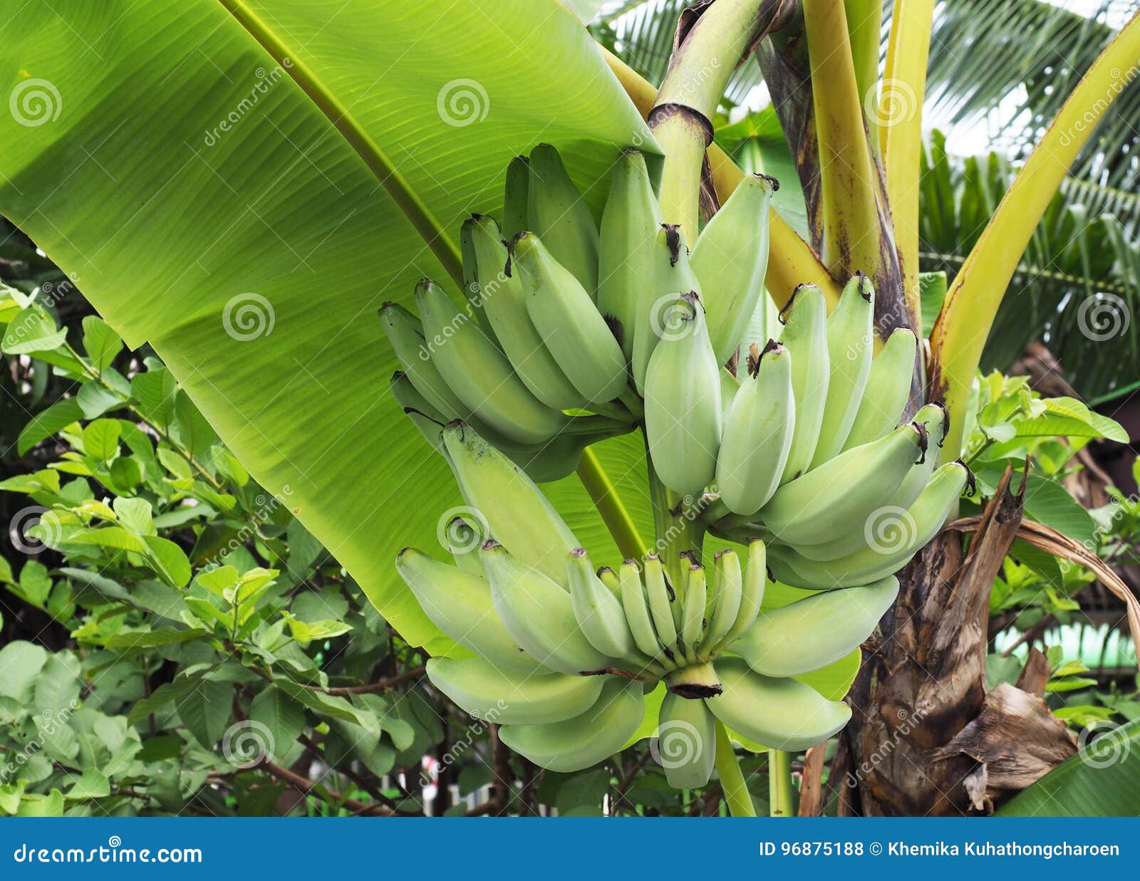 Banane Coltivate Sull'albero Fotografia Stock - Immagine di flora ...