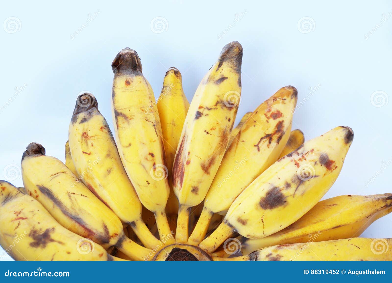 Banane D'argento Mature Di Bluggoe Fotografia Stock - Immagine di ...