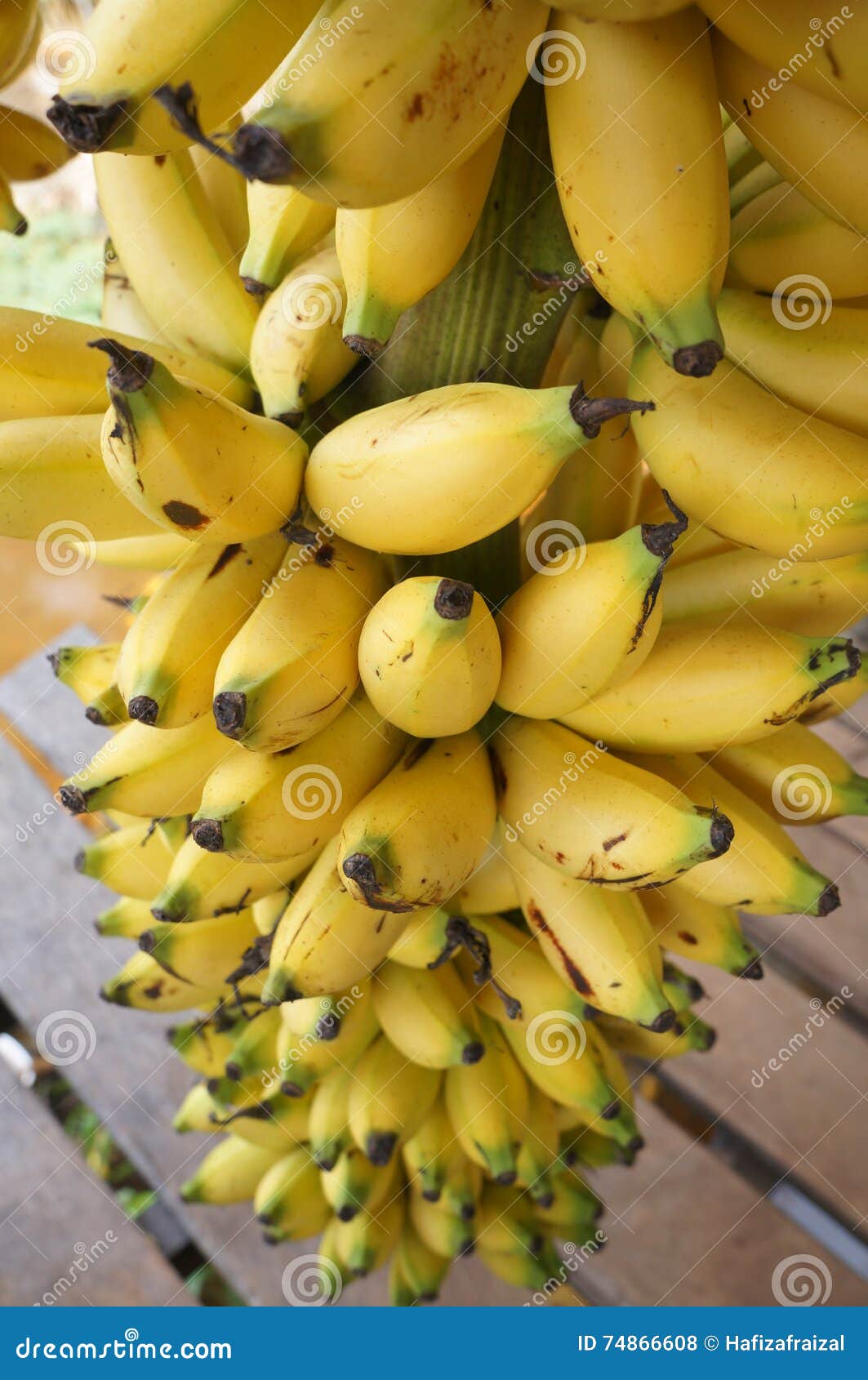 Banane douce photo stock. Image du organique, vivacité - 74866608