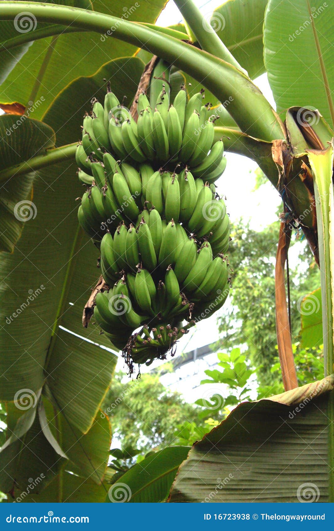 Banane Organiche Che Crescono Sull'albero Fotografia Stock - Immagine ...