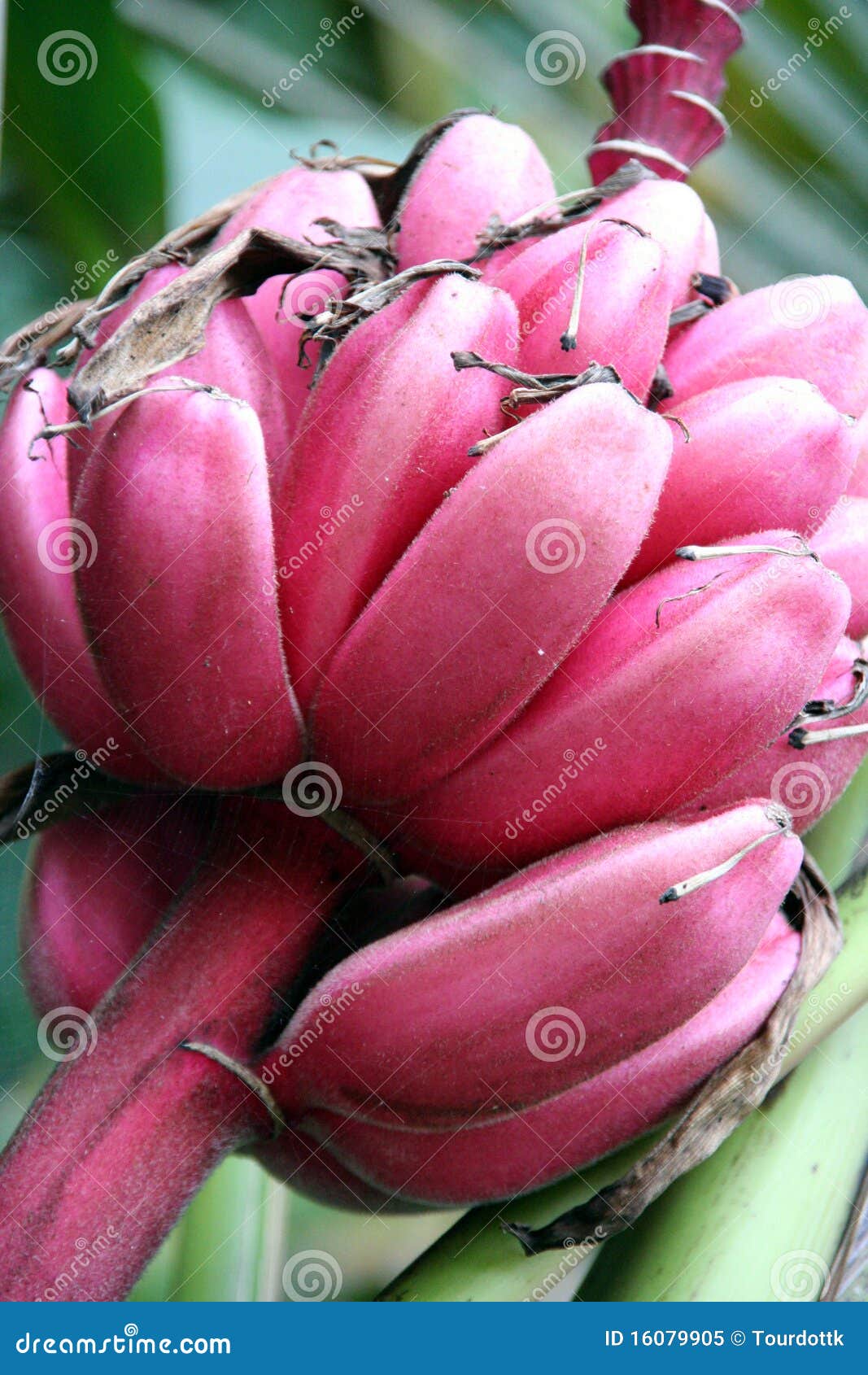 Banane rose image stock. Image du rose, collecte, central - 16079905